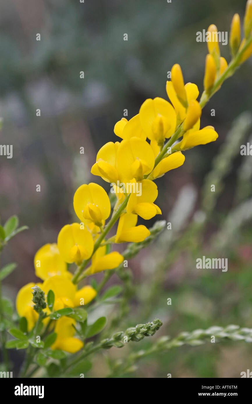 Genista canariensis hi-res stock photography and images - Alamy