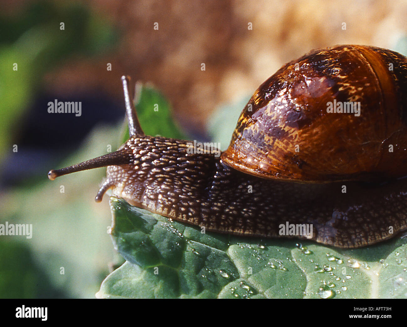 Drunk snail hi-res stock photography and images - Alamy