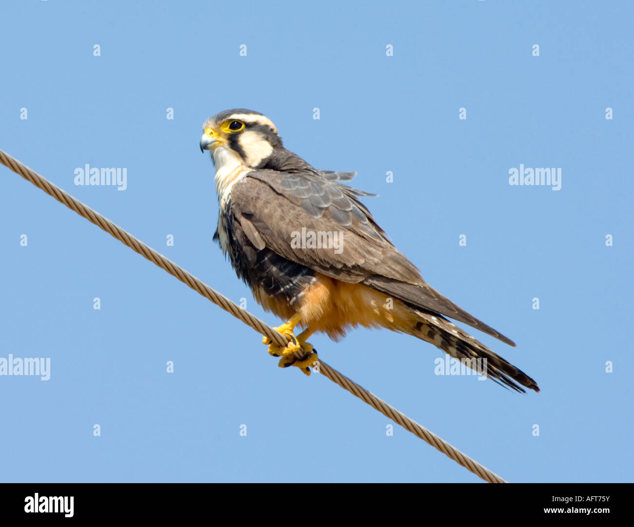 Aplomado Falcon Falco femoralis Northern Pantanal Mato Grosso Brazil ...