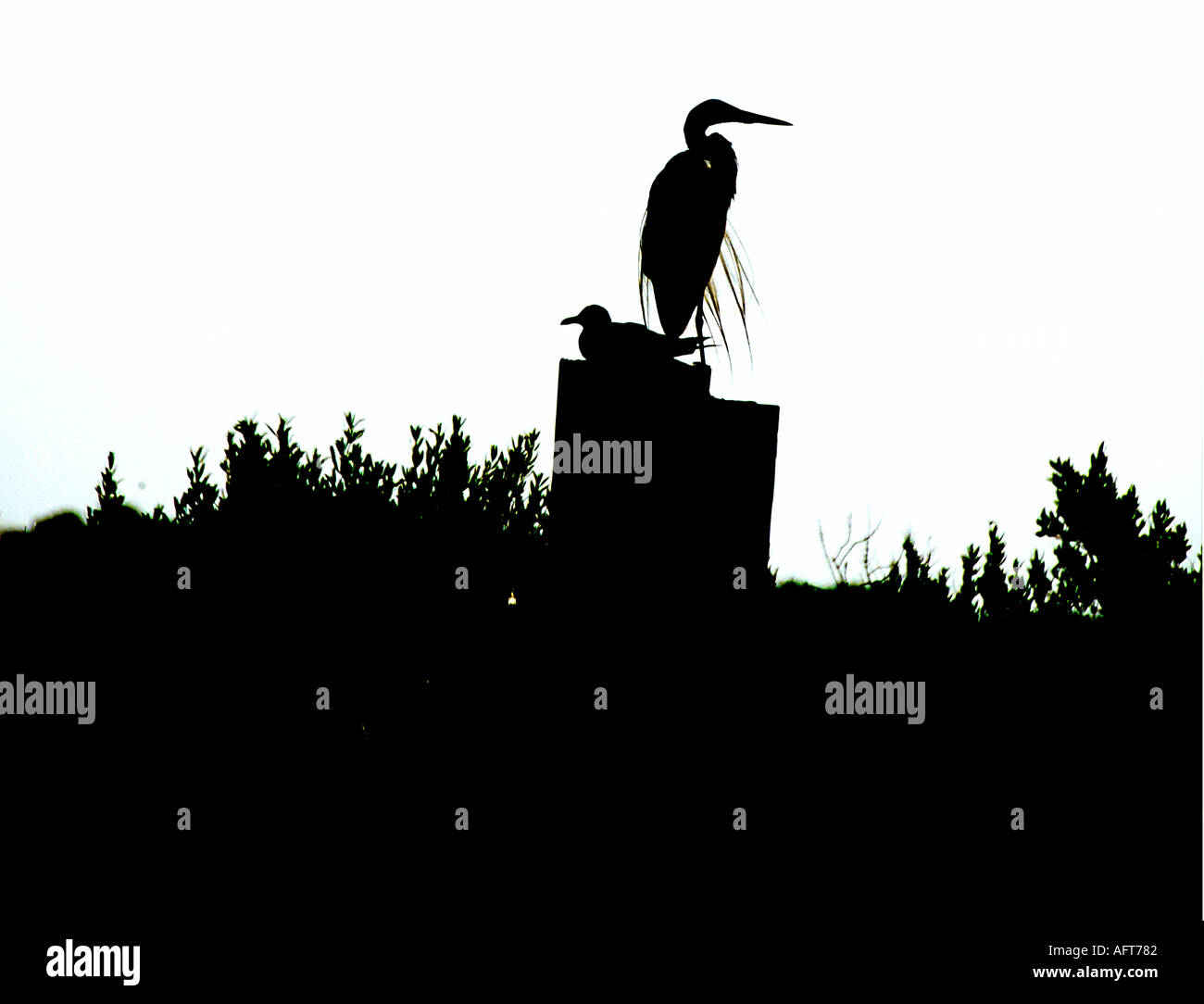 Nature texas gulf coast seagull hi-res stock photography and images - Alamy