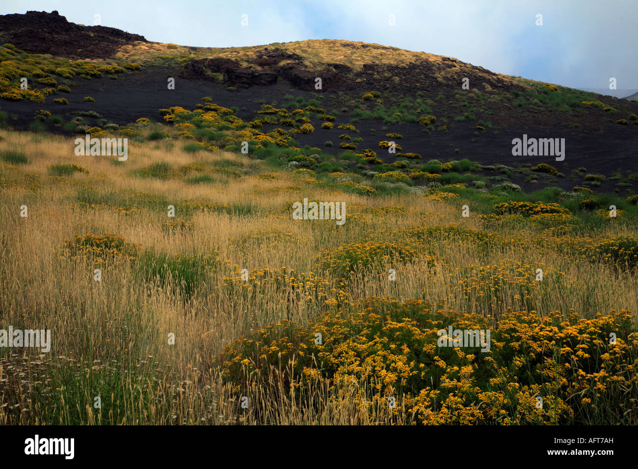 Flowers Grasses Growing on Volcanic Ash Mount Etna Sicily Italy Stock ...
