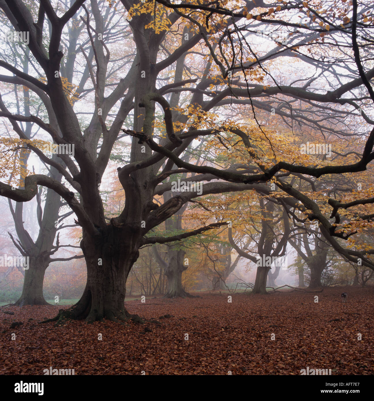 Homecounties hi-res stock photography and images - Alamy