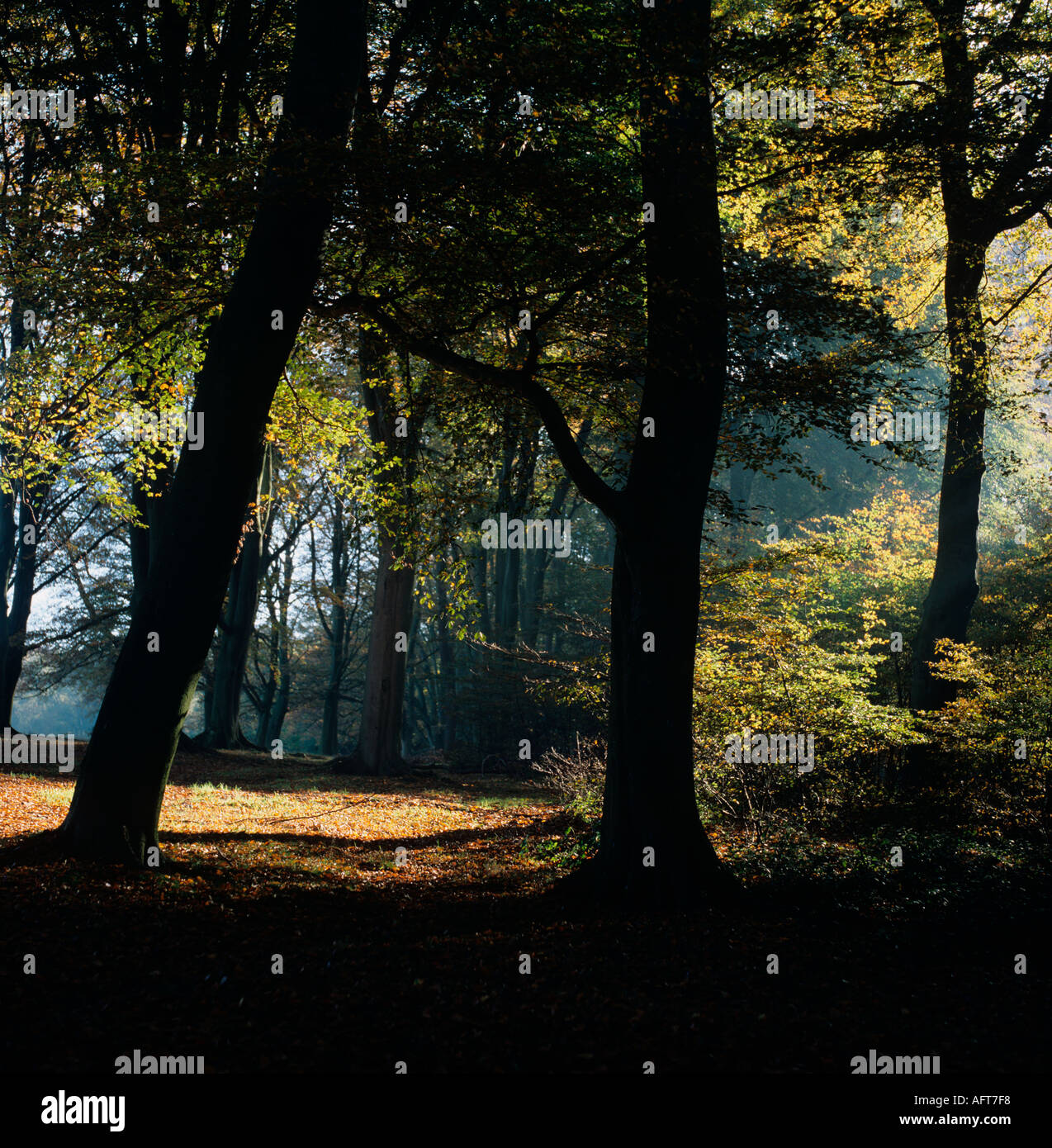 Ashridge estate hertfordshire deer hi-res stock photography and images ...