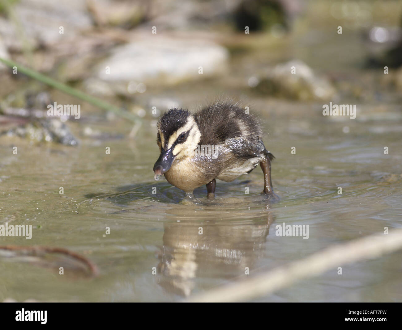 baby duck duckling in the water Stock Photo - Alamy