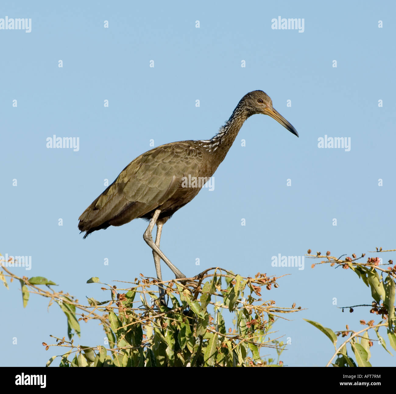 Limpkin Aramus guarauna Pantanal Brazil Stock Photo - Alamy