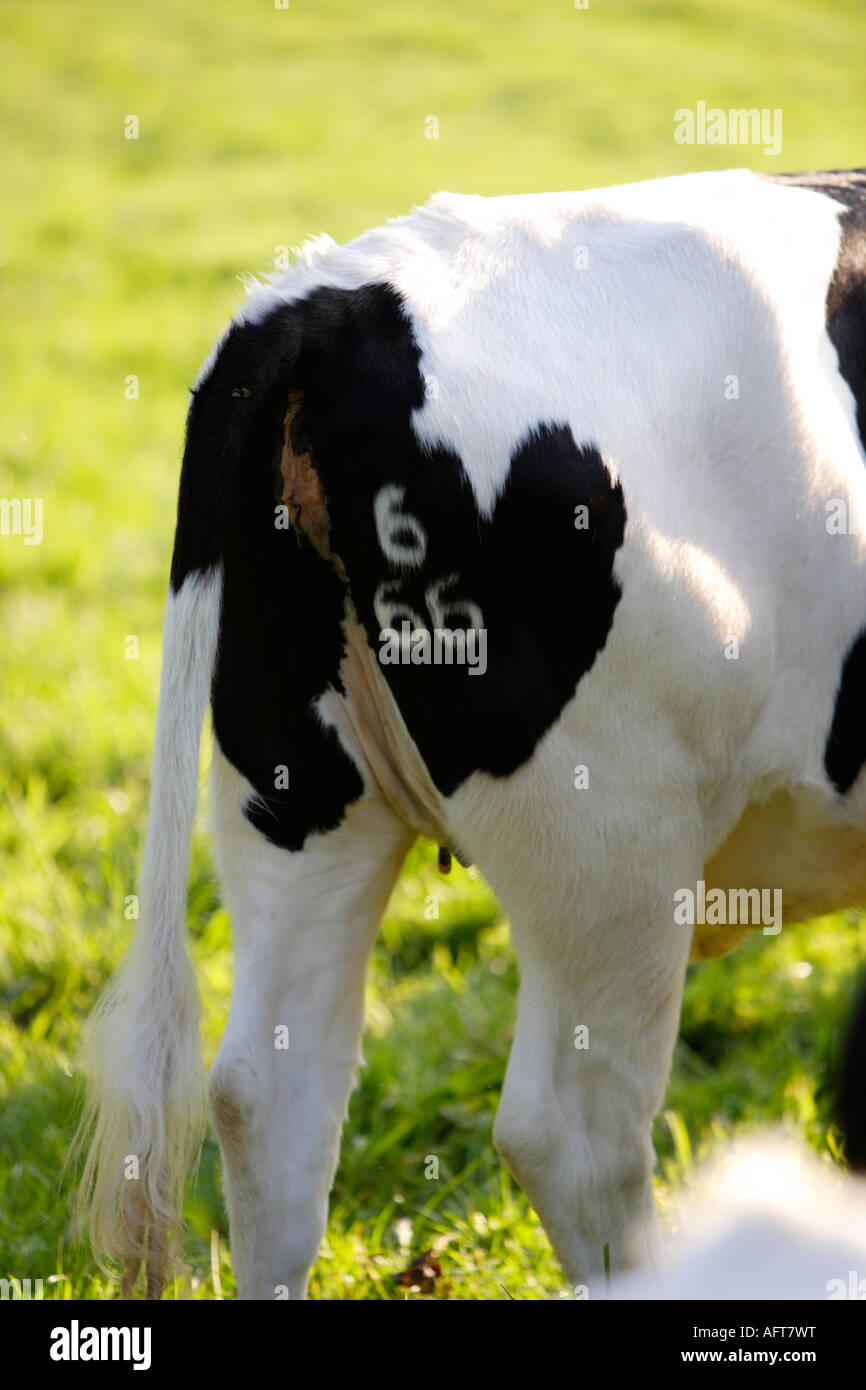 Branded Rear End Of Friesian (Devil) Cow In Sunny Field, Early Summer ...