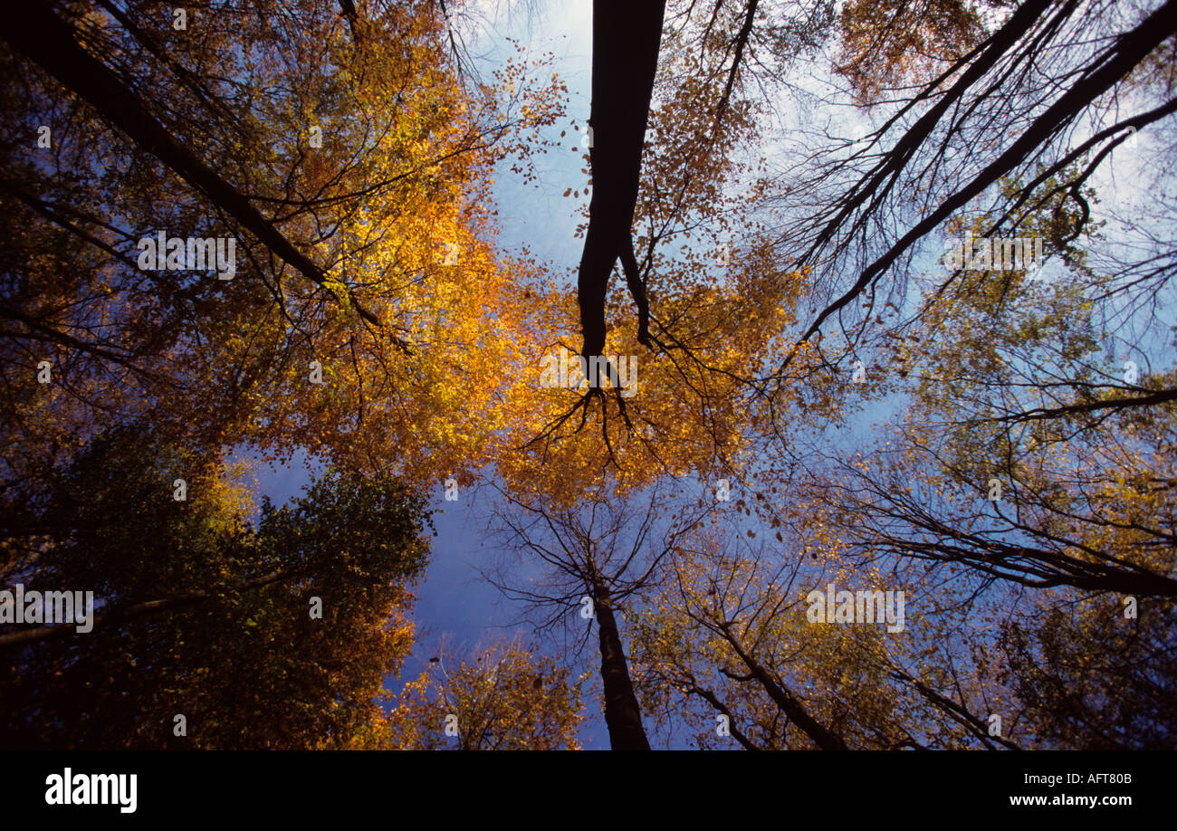Ancient Beech Trees Frithsden Ashridge Estate Hertfordshire Morning ...