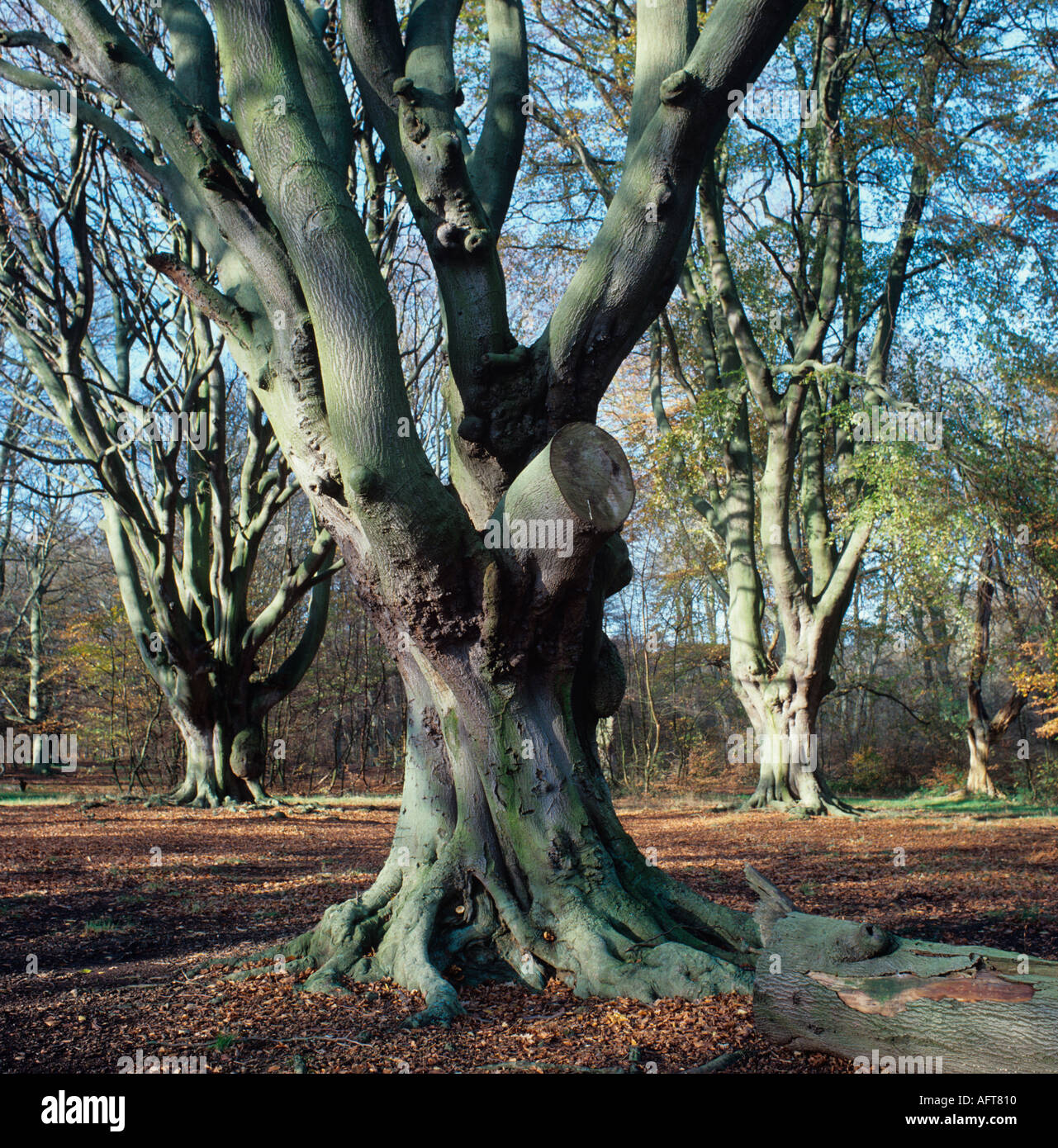 Tree height hi-res stock photography and images - Alamy