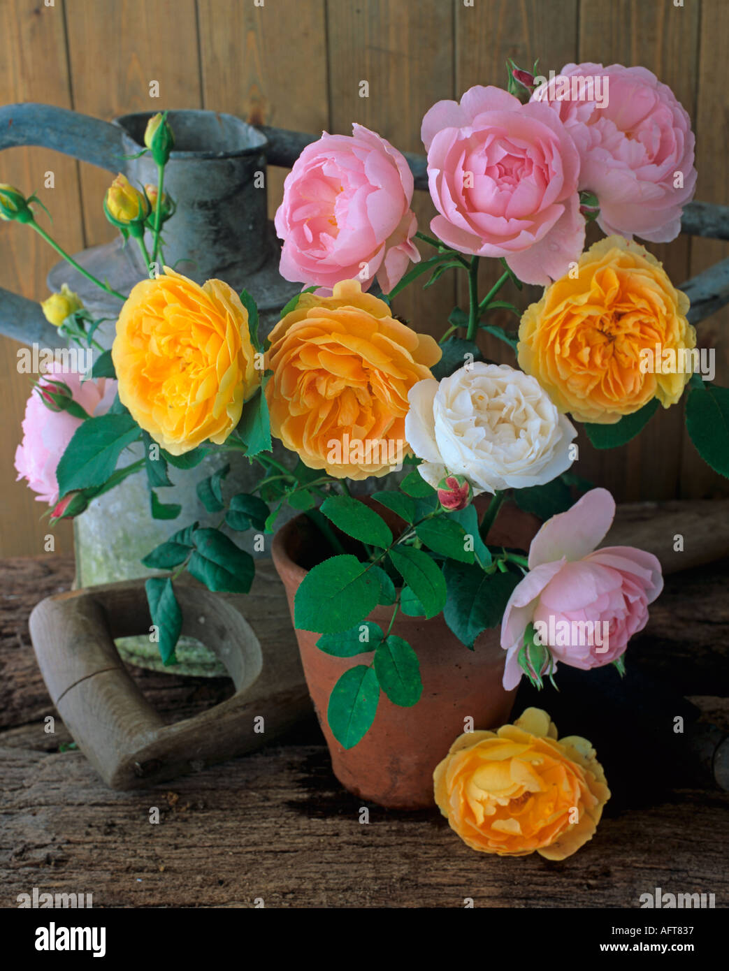 English country garden rose hi-res stock photography and images - Alamy