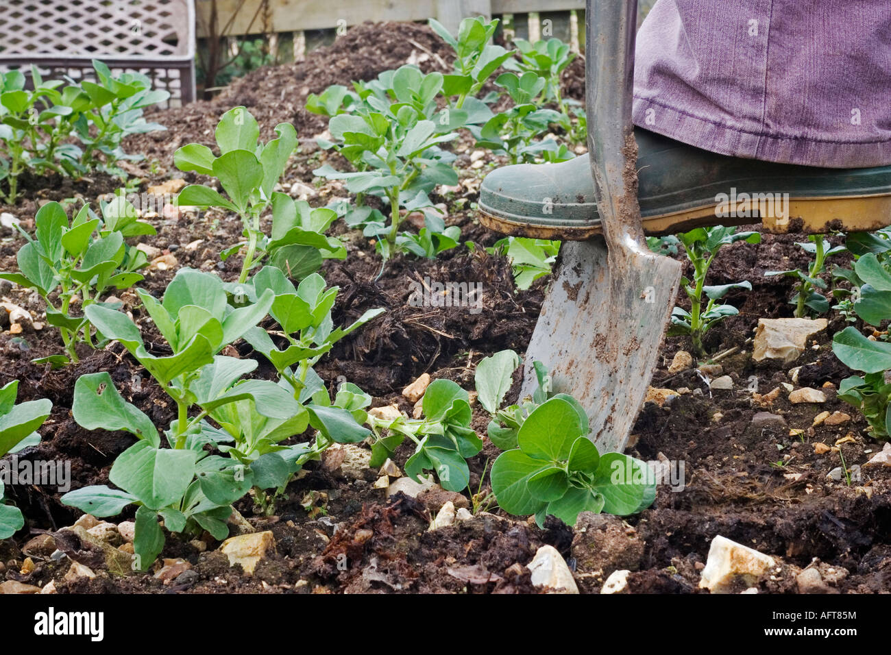 Green manure digging hi-res stock photography and images - Alamy