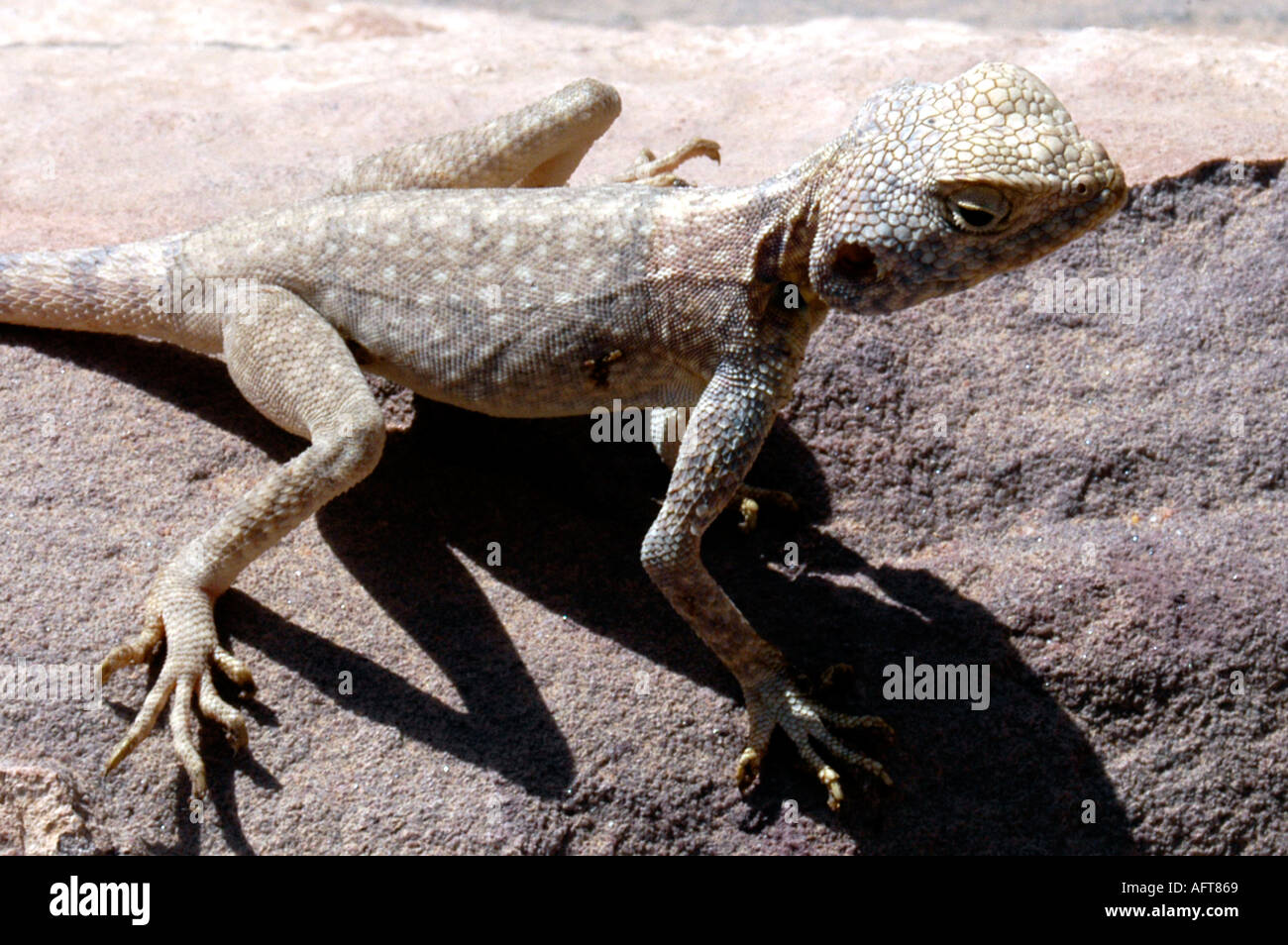 Ectodermic hi-res stock photography and images - Alamy