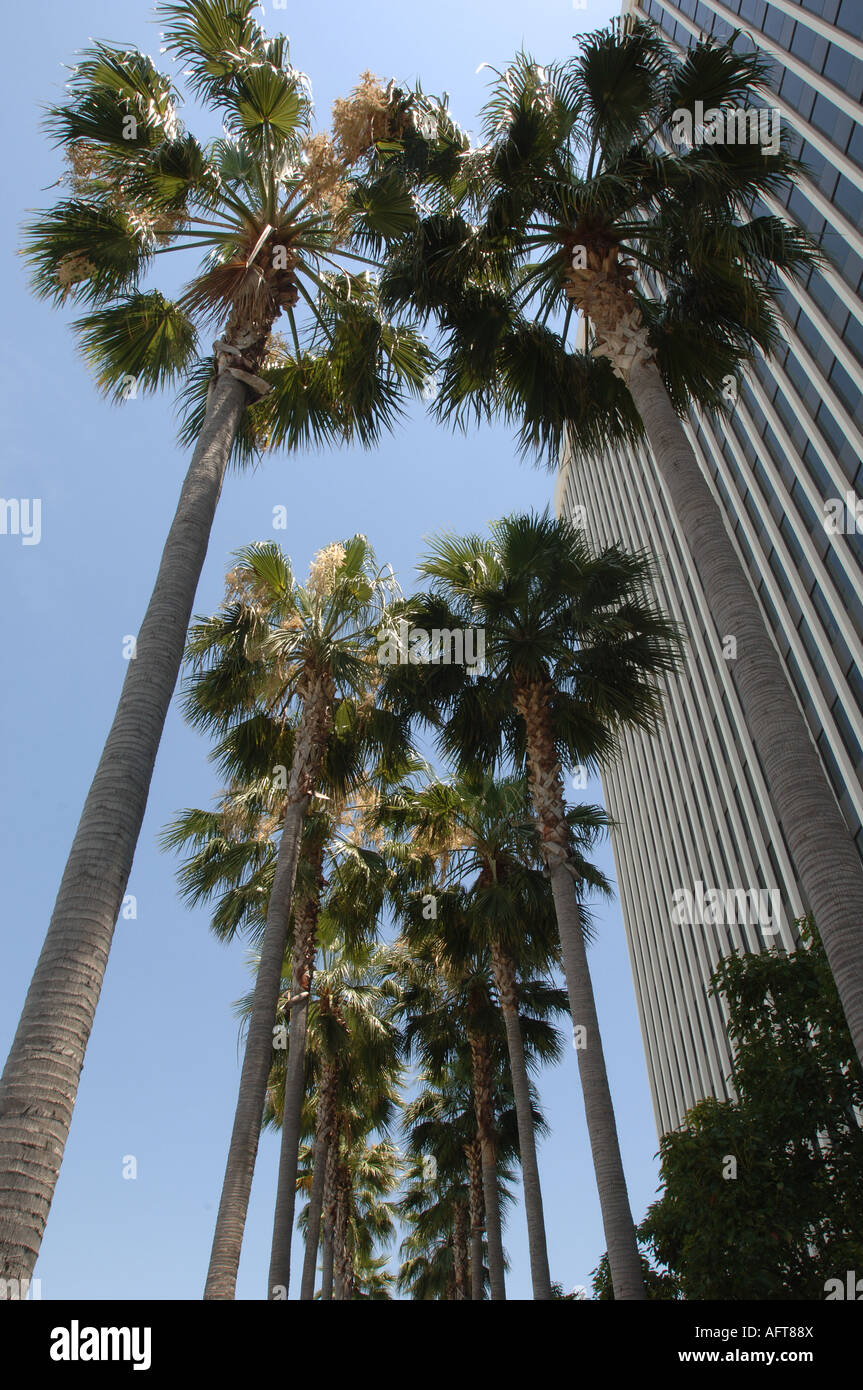 Tall commercial office building Stock Photo - Alamy