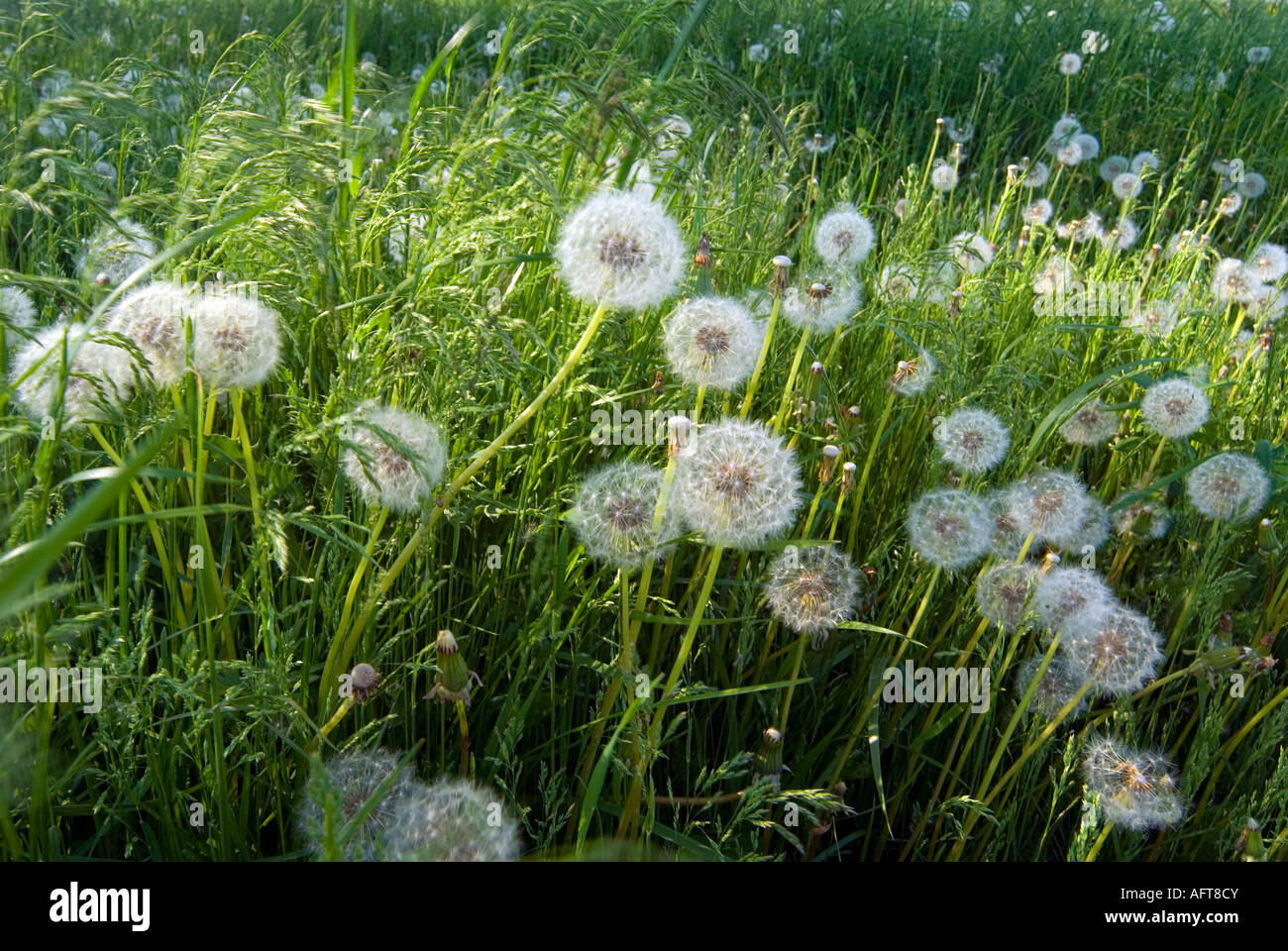 Field with dandelions Stock Photo - Alamy