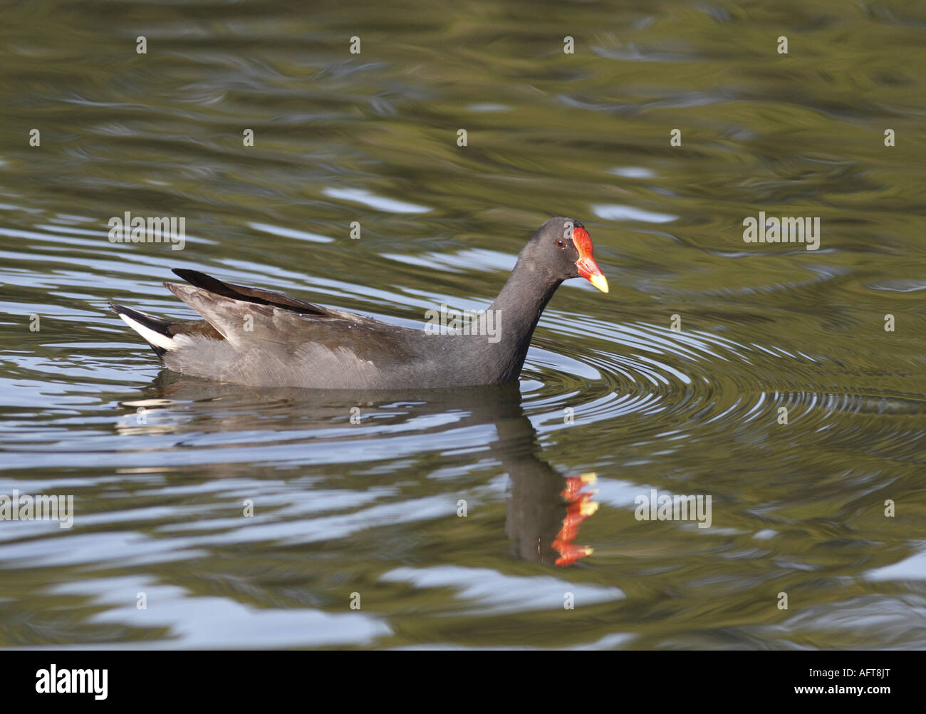 Dusky Moorhen, Australian waterbird Stock Photo - Alamy