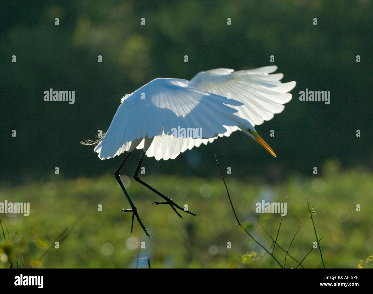 Casmerodius albus egretta alba hi-res stock photography and images - Alamy
