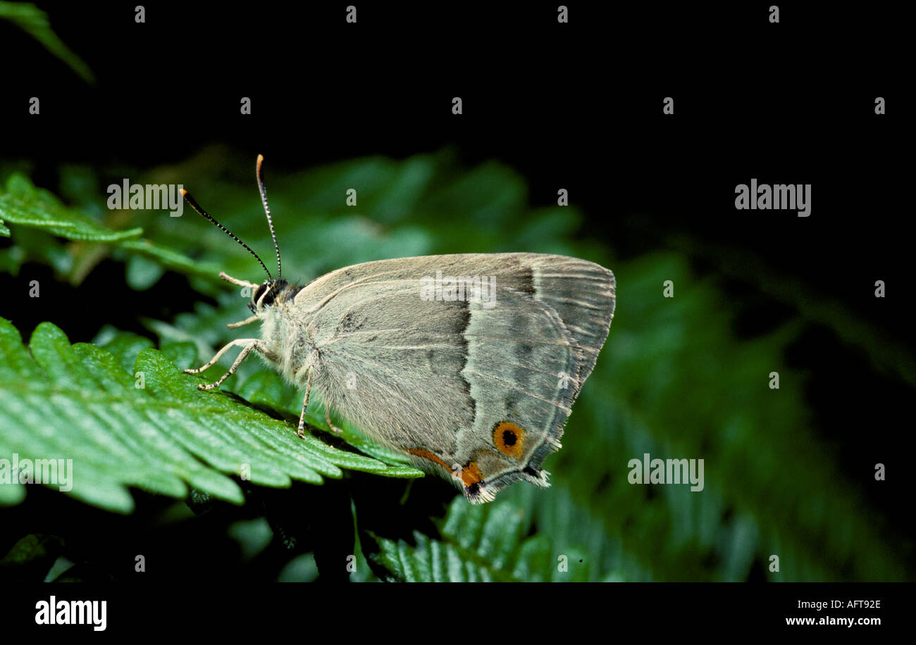 Neozephyrus quercus hi-res stock photography and images - Alamy