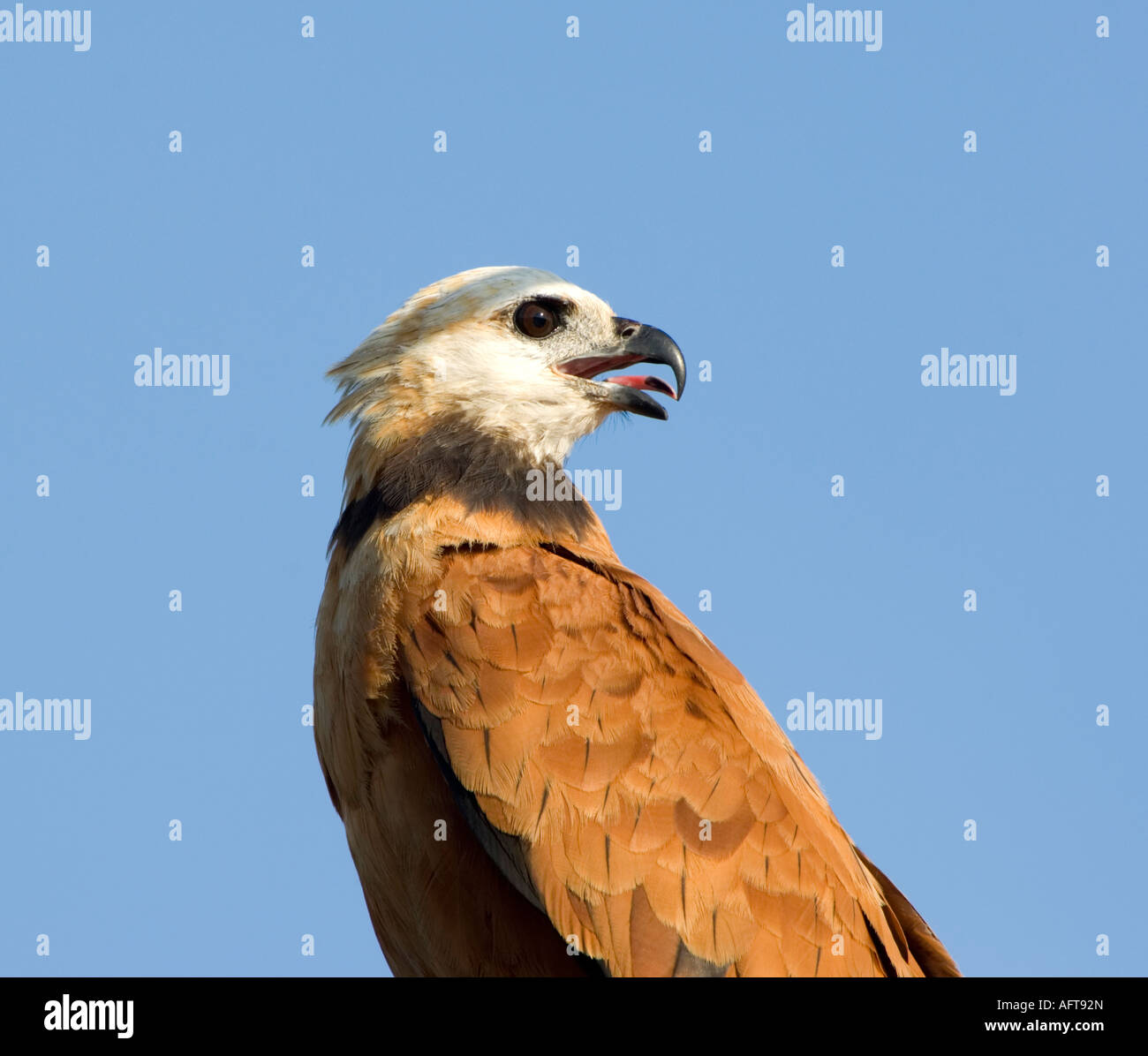 Black-collared Hawk Busarellus nigricollis Pantanal Brazil Stock Photo ...