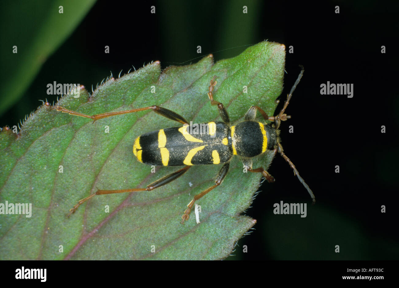 wasp beetle clytus arietus resting on leaf UK Stock Photo - Alamy