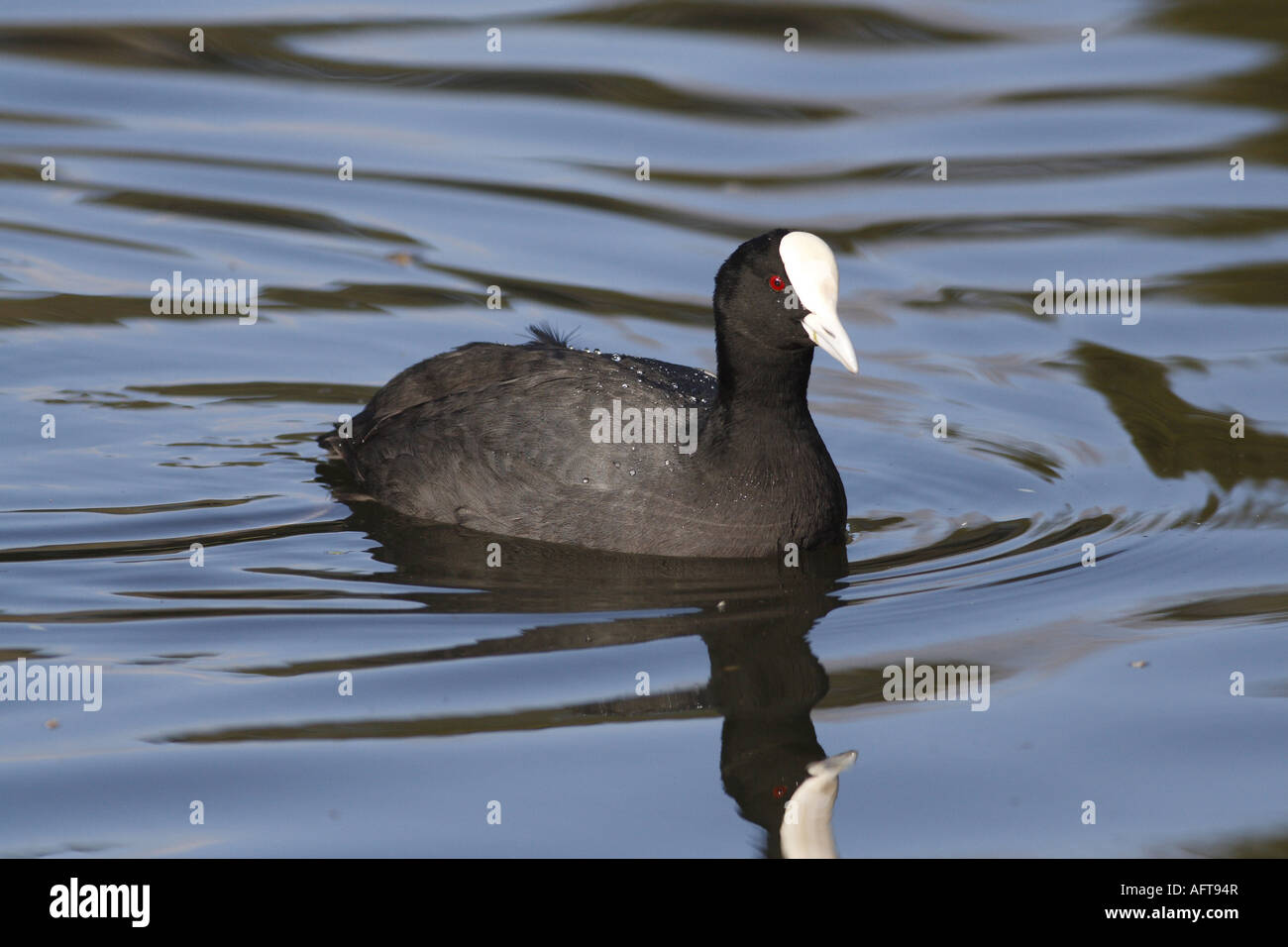 Eurasian coot, Australian waterbird Stock Photo - Alamy