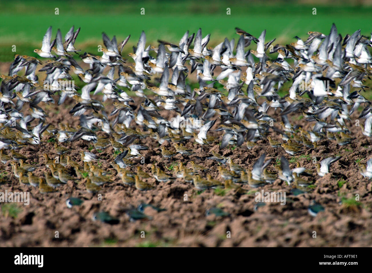 Large flocks of waders in flight Stock Photo - Alamy