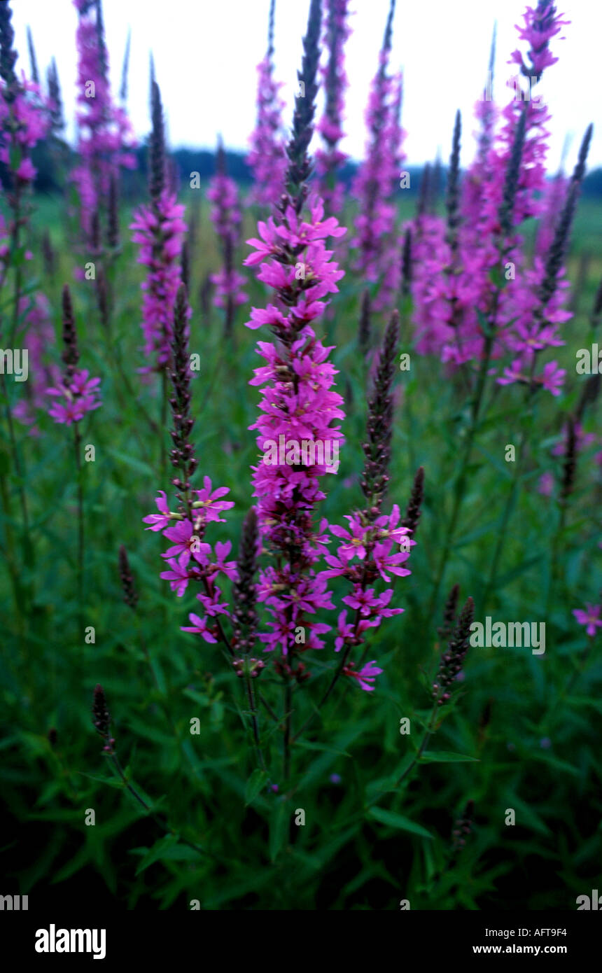 Wildflower maine field spring hi-res stock photography and images - Alamy