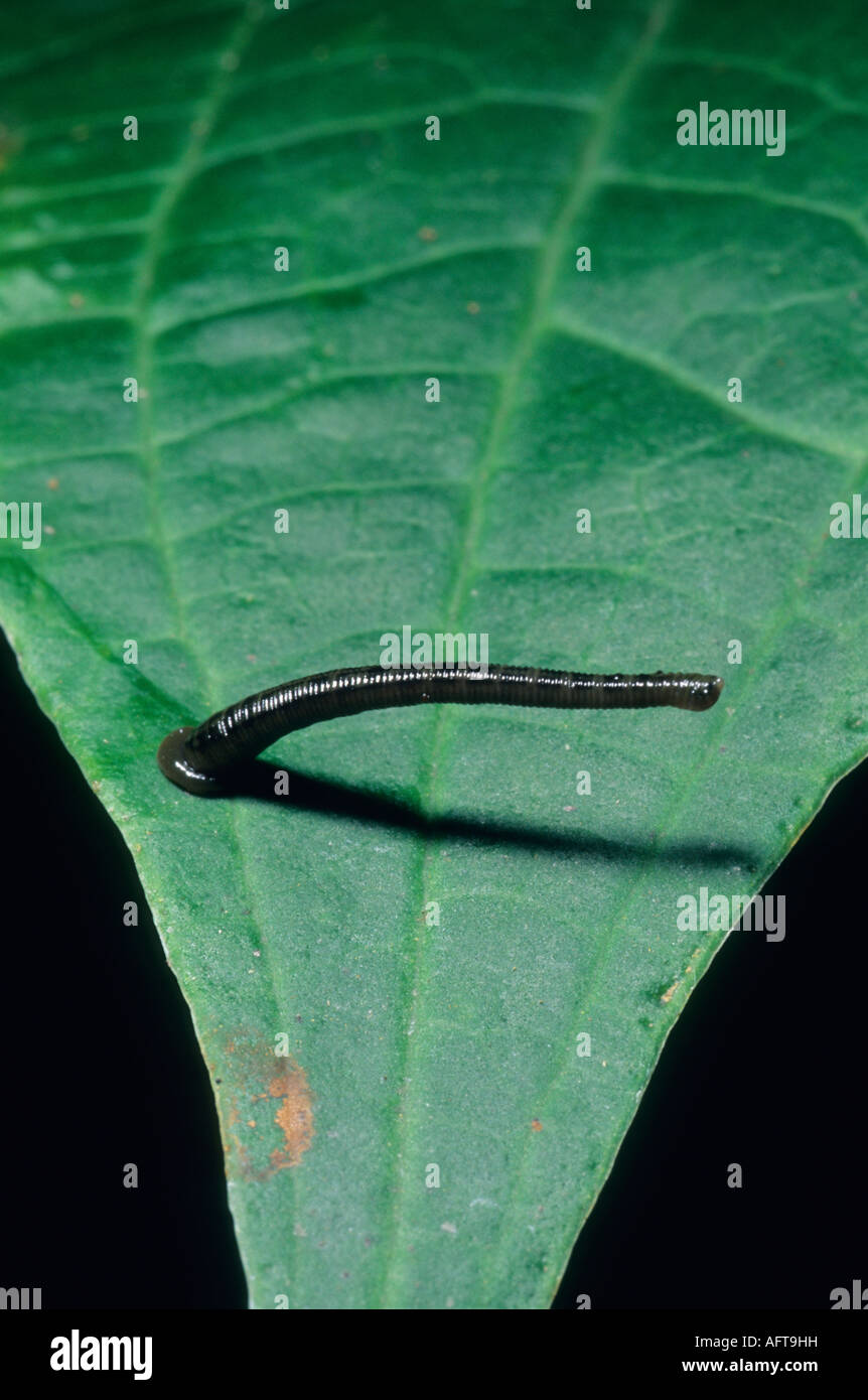 Leech on leaf, rainforest, La Amistad National Park, Costa Rica Stock ...