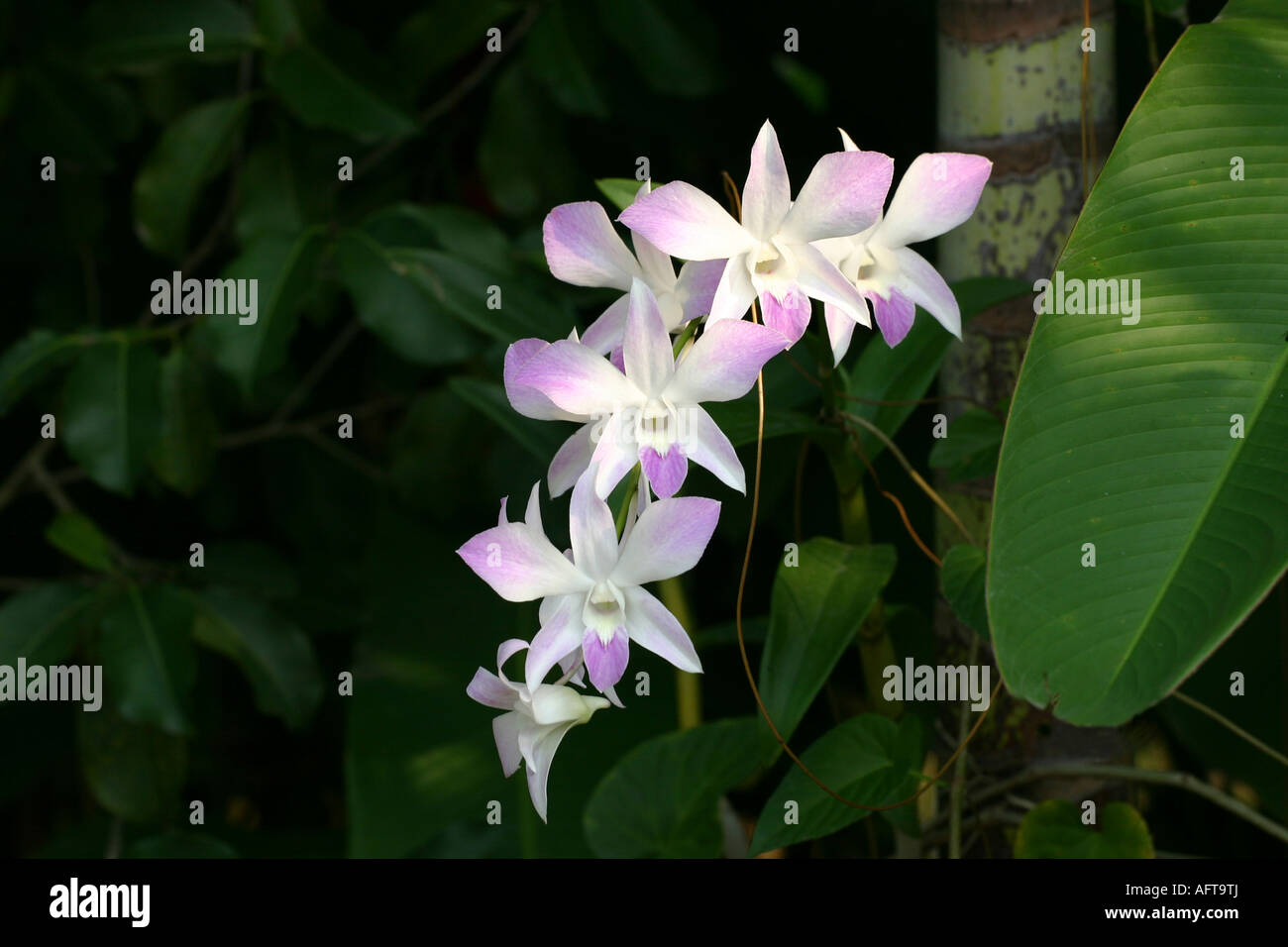 Orchids blossoms hi-res stock photography and images - Alamy
