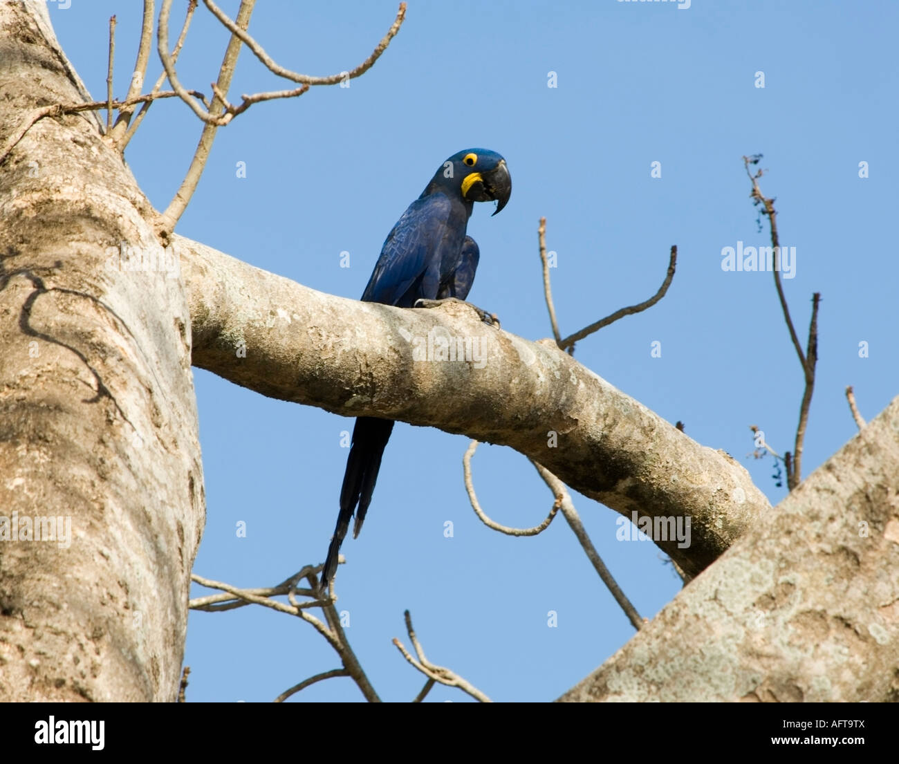 Anodorhynchus hyacinthinus hi-res stock photography and images - Alamy