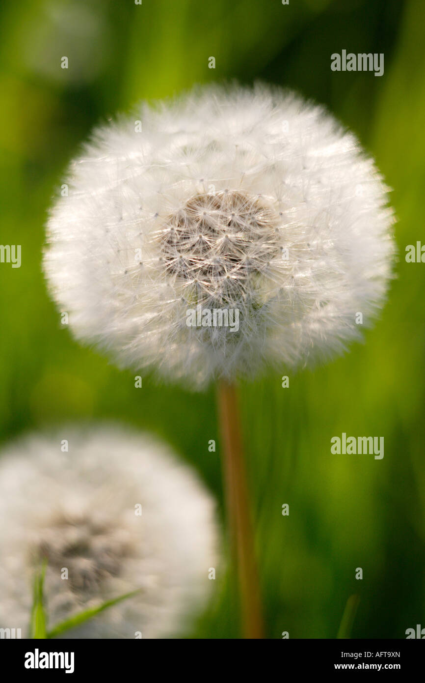 Close Up, Dandelion Clock Stock Photo - Alamy