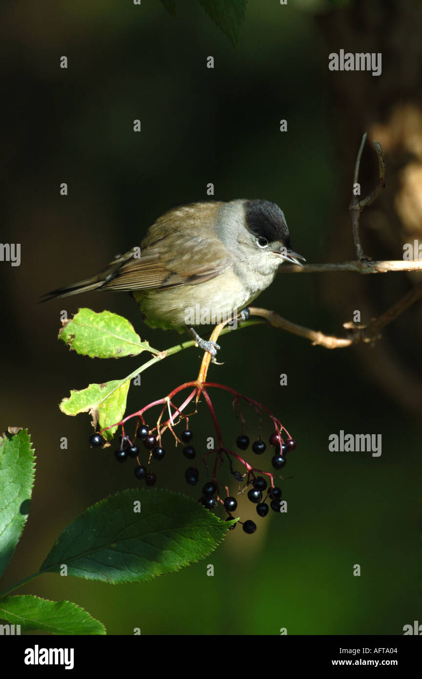 blackcap warbler (Sylvia atricapilla) on clusters of elderberries ...