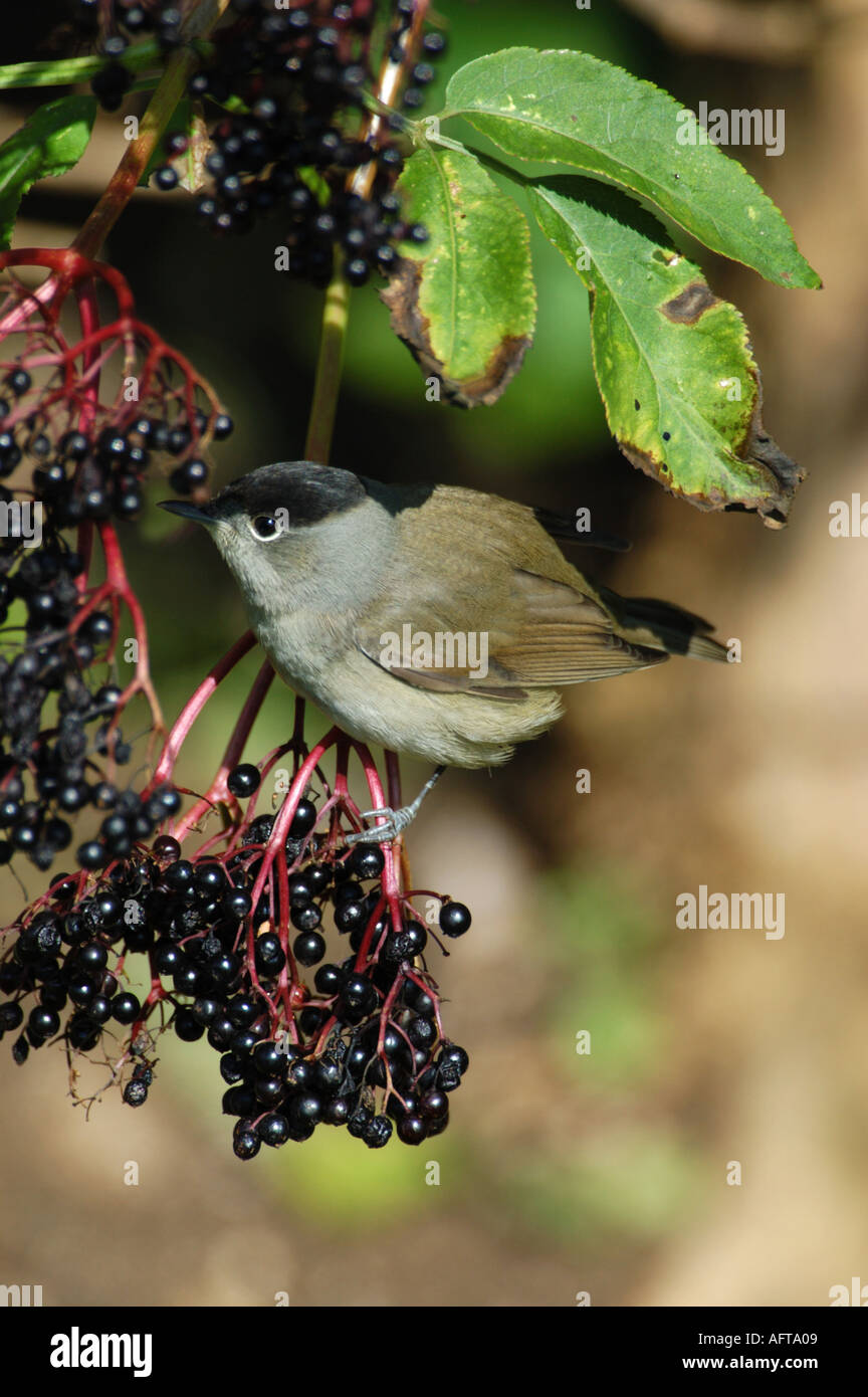 Blackcap migration hi-res stock photography and images - Alamy