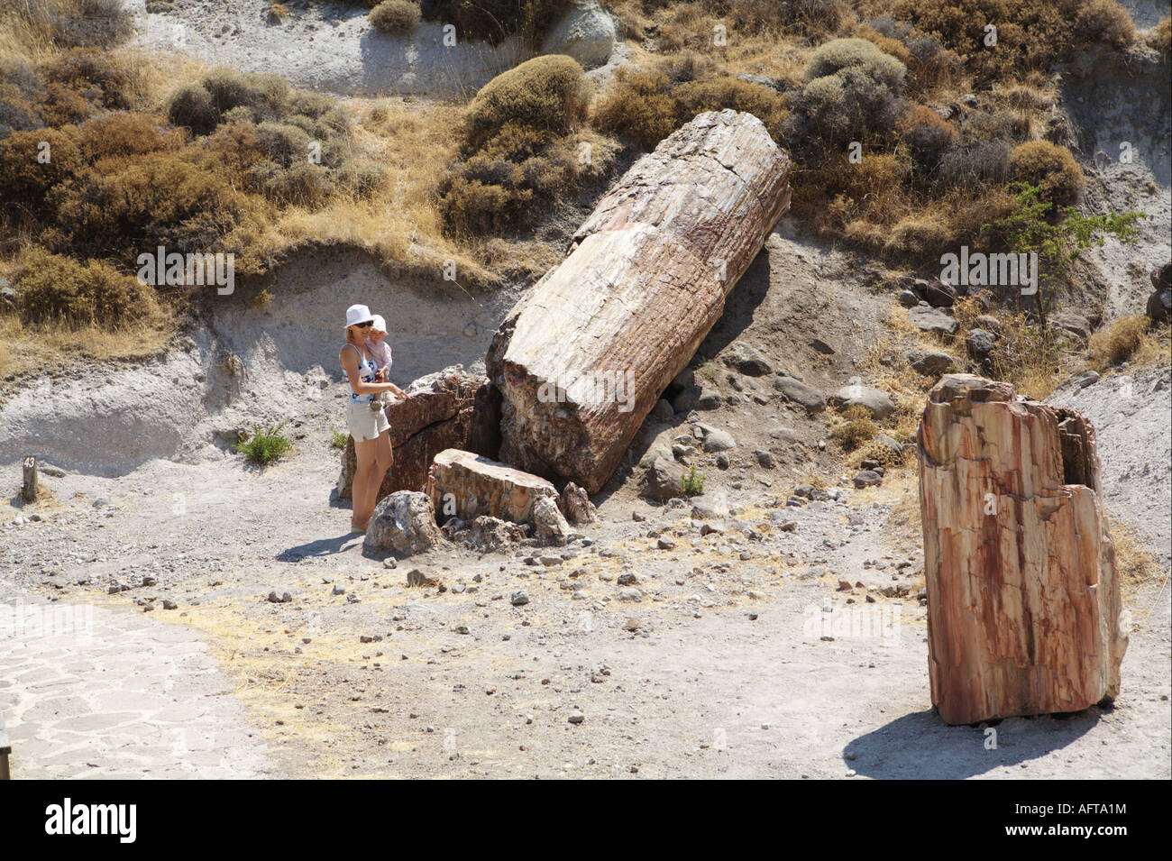 Landscape in island Lesbos Territory Petrified Forest Greece Stock ...