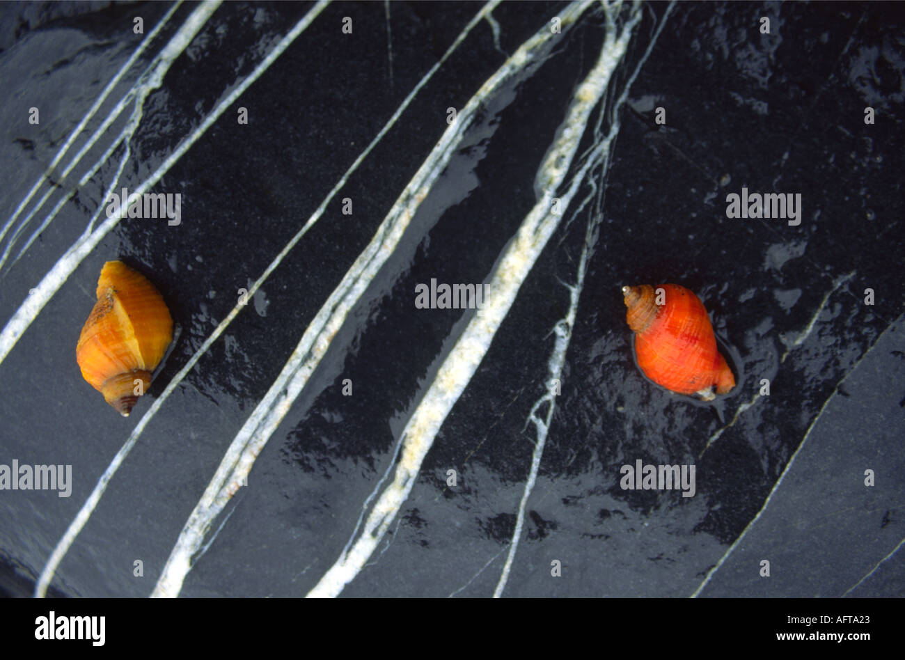 Veined rock hi-res stock photography and images - Alamy