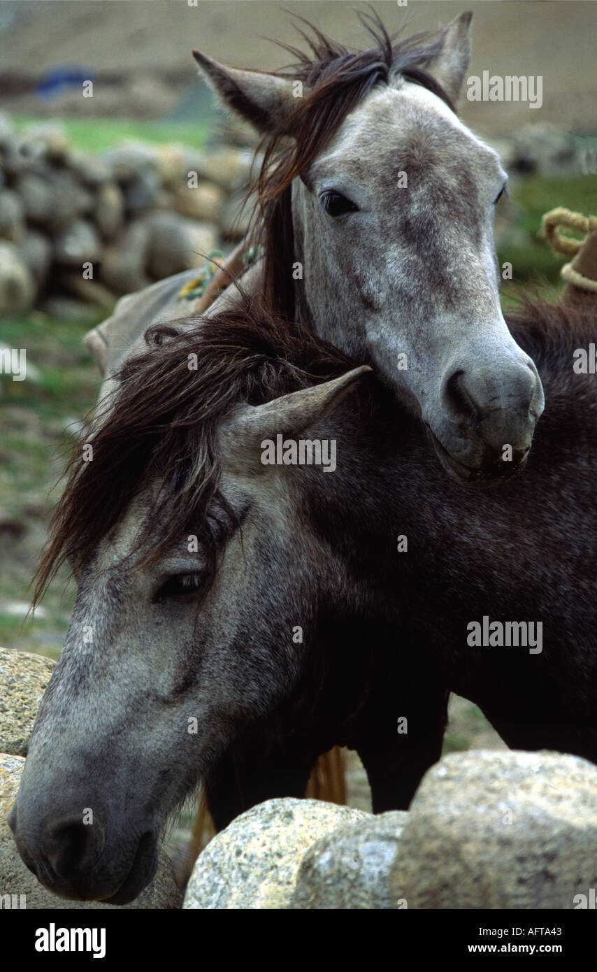 Pack mules await loading in Rumtse at 4298 m Ladakh northern India ...