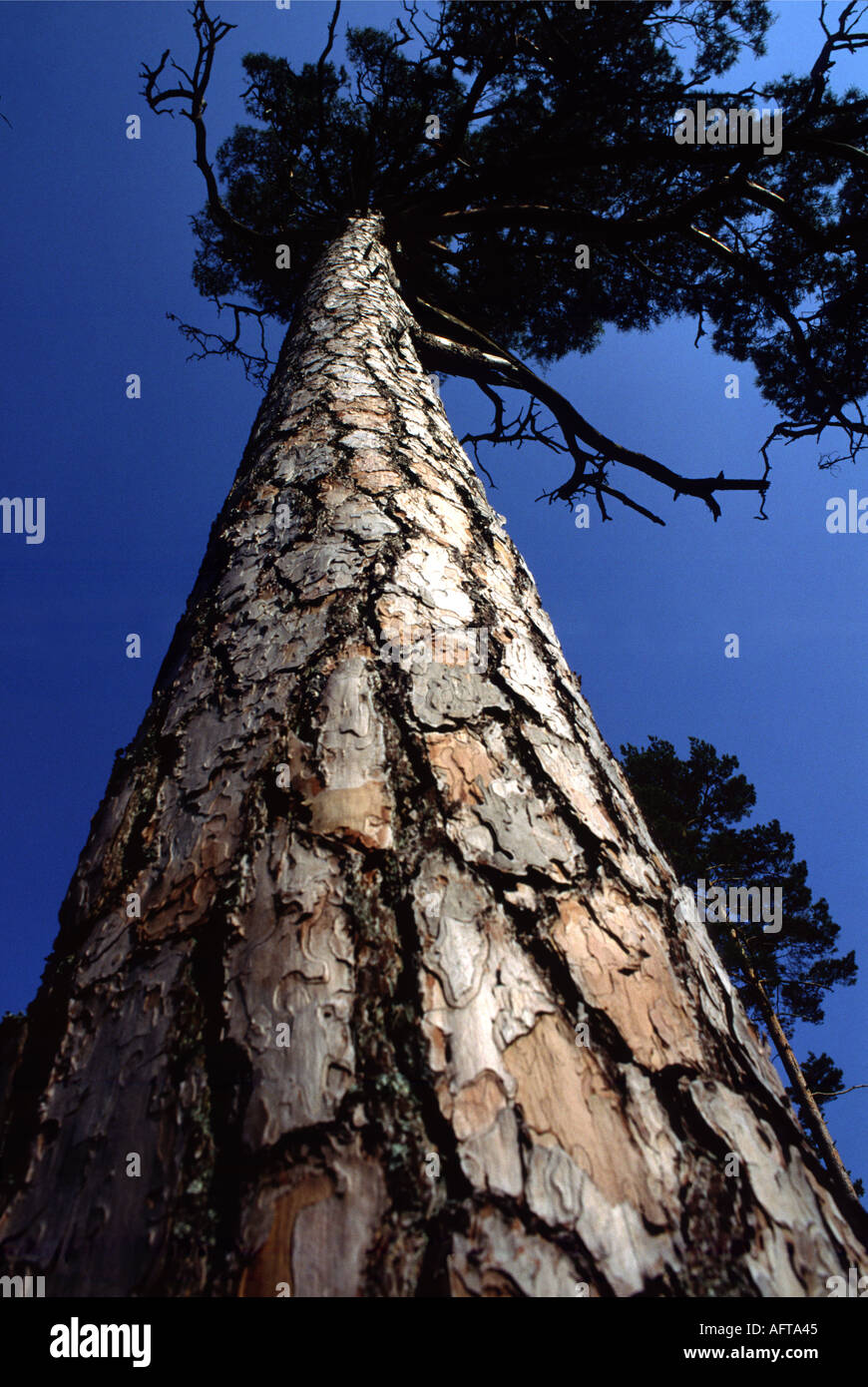 A tall pine towers into the sky on the west coast of Sweden Stock Photo ...