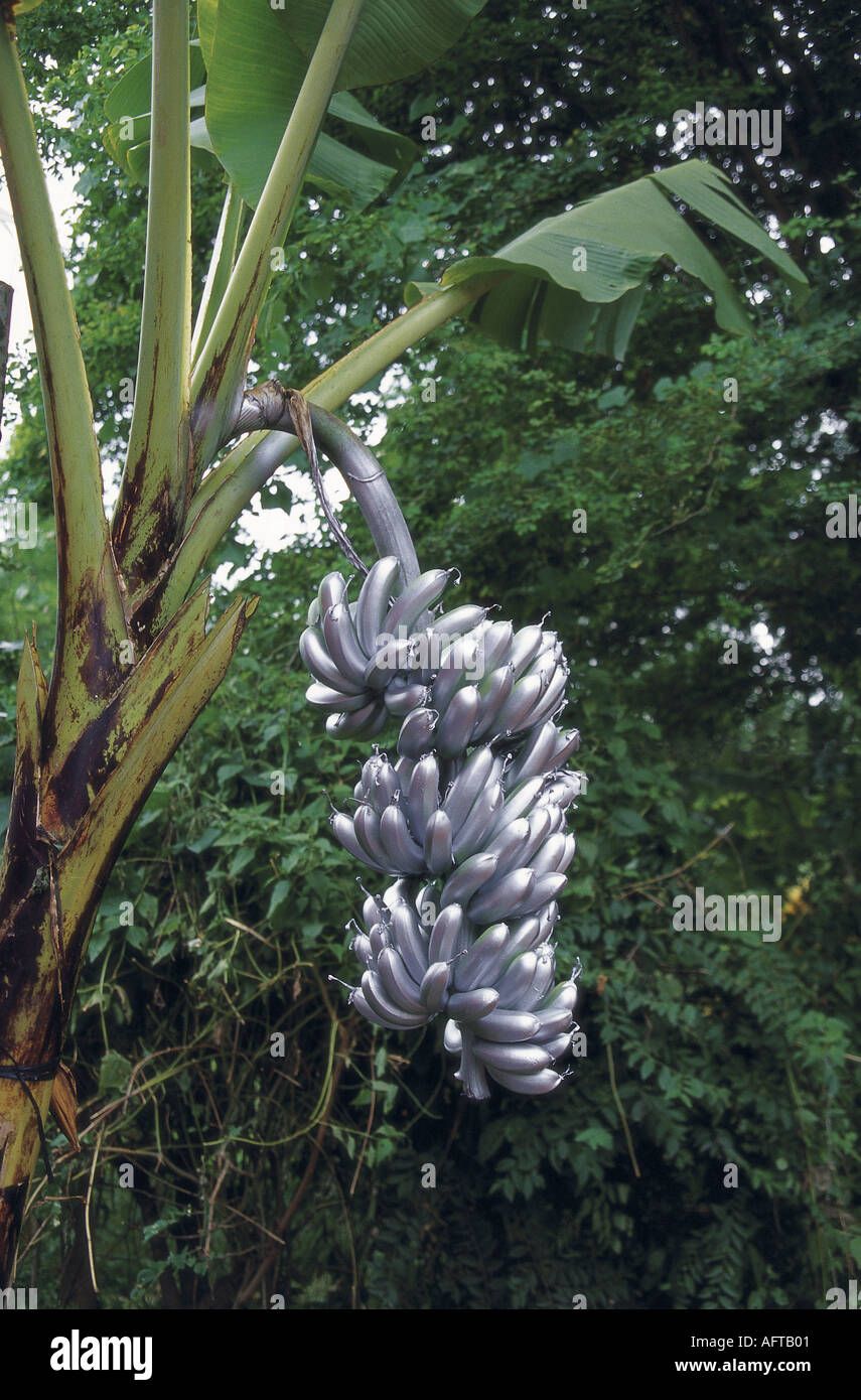 bananas painted silver at a traditional cambodian wedding Stock Photo ...