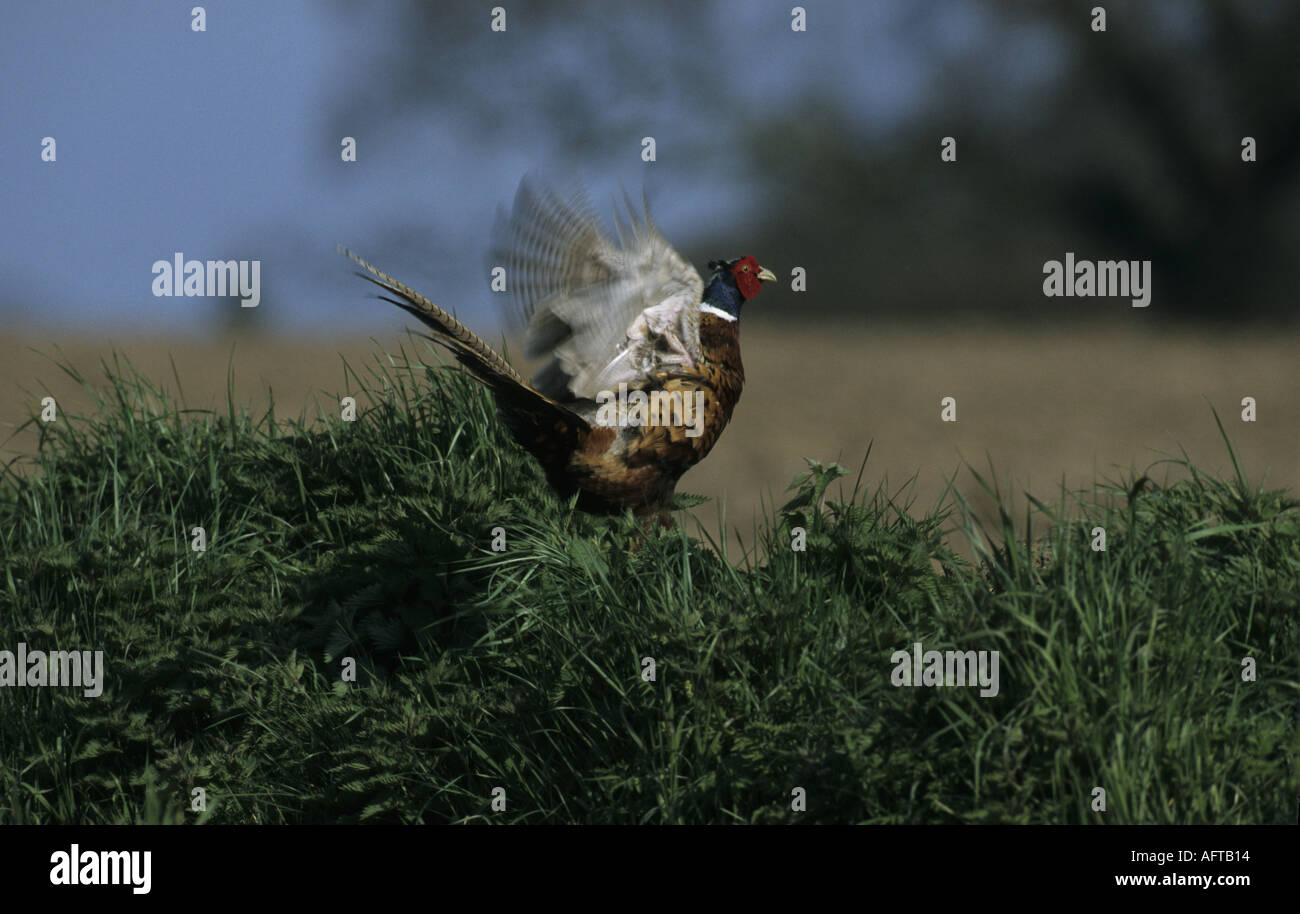 Pheasant displaying hi-res stock photography and images - Alamy