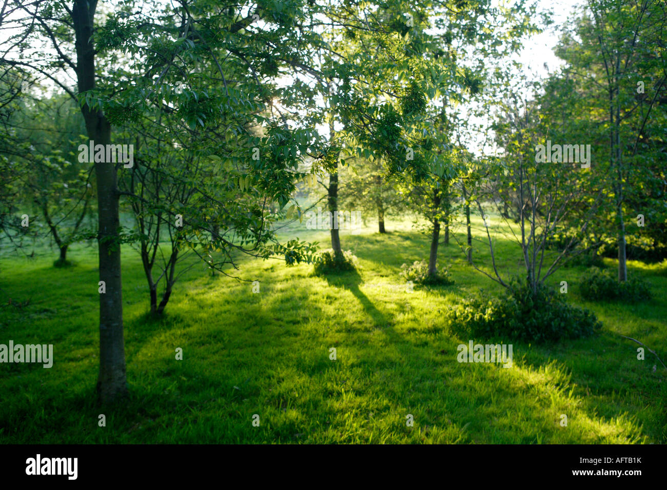 Low Early Sunlight Across Grass Through Young Trees Stock Photo - Alamy