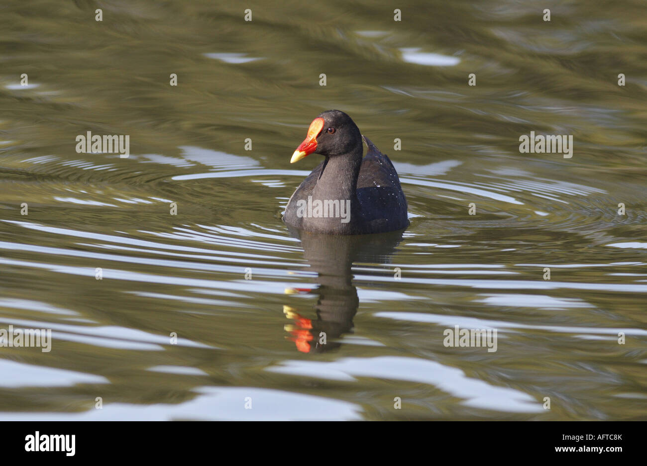 Dusky moorhen australian waterbird hi-res stock photography and images ...