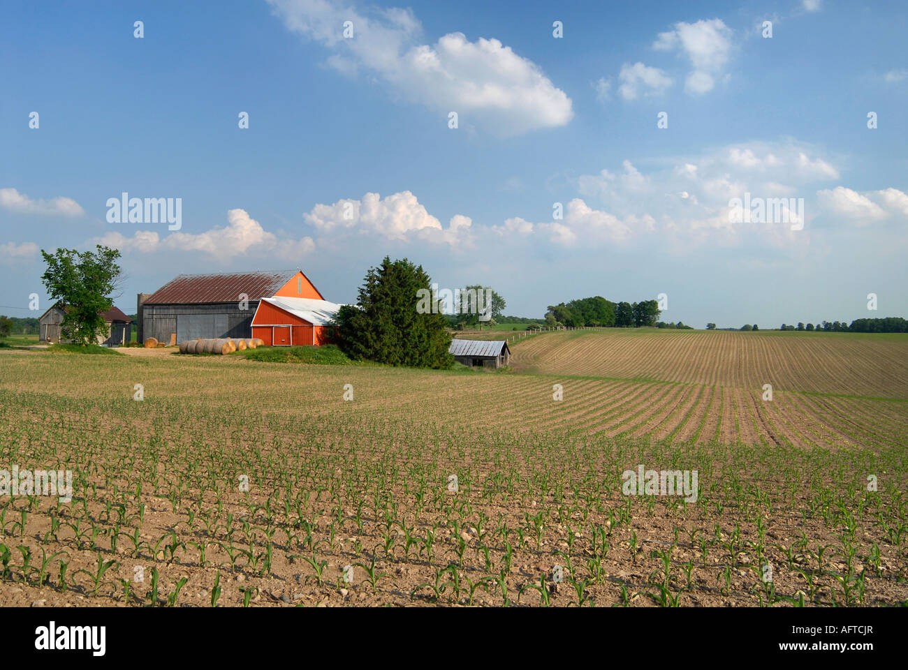 Spring corn fields in Ontario Stock Photo - Alamy