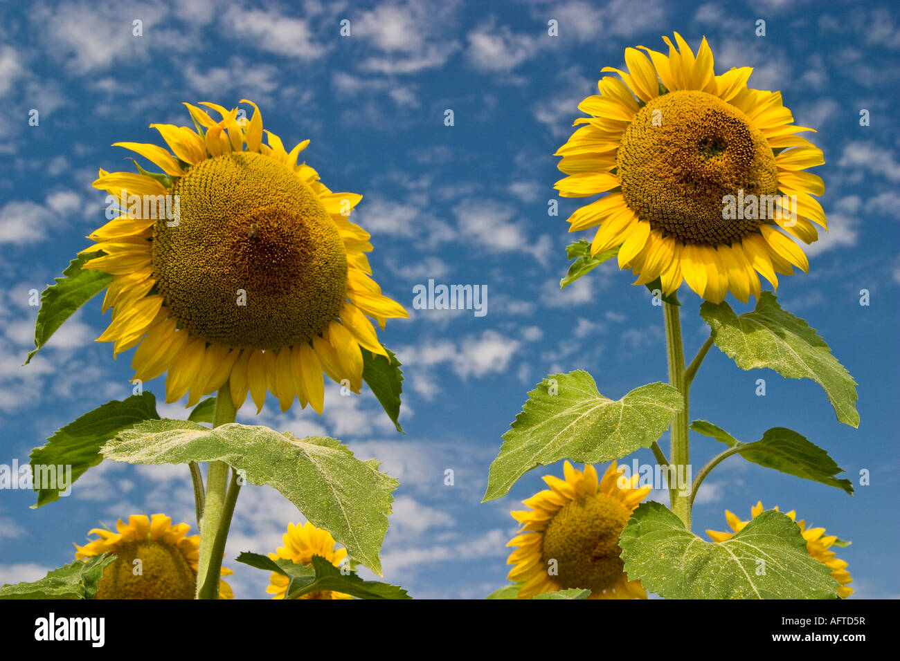 Field of sunflower in Romania Europe Stock Photo - Alamy