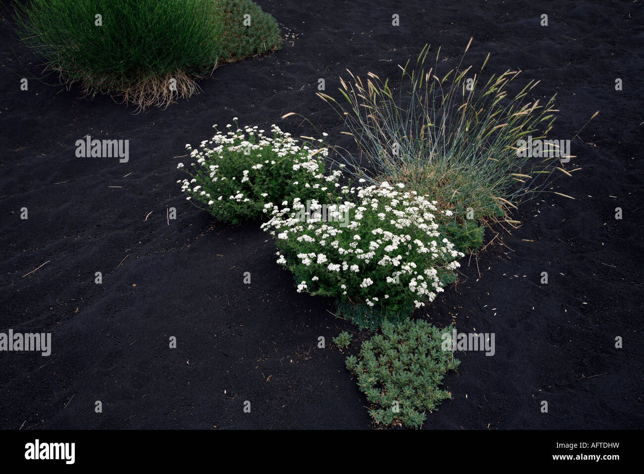 Flowers Grasses Growing on Volcanic Ash Mount Etna Sicily Italy Stock ...