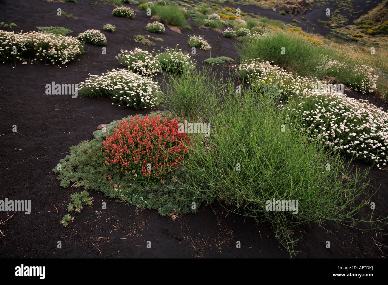 Flowers Grasses Growing on Volcanic Ash Mount Etna Sicily Italy Stock ...