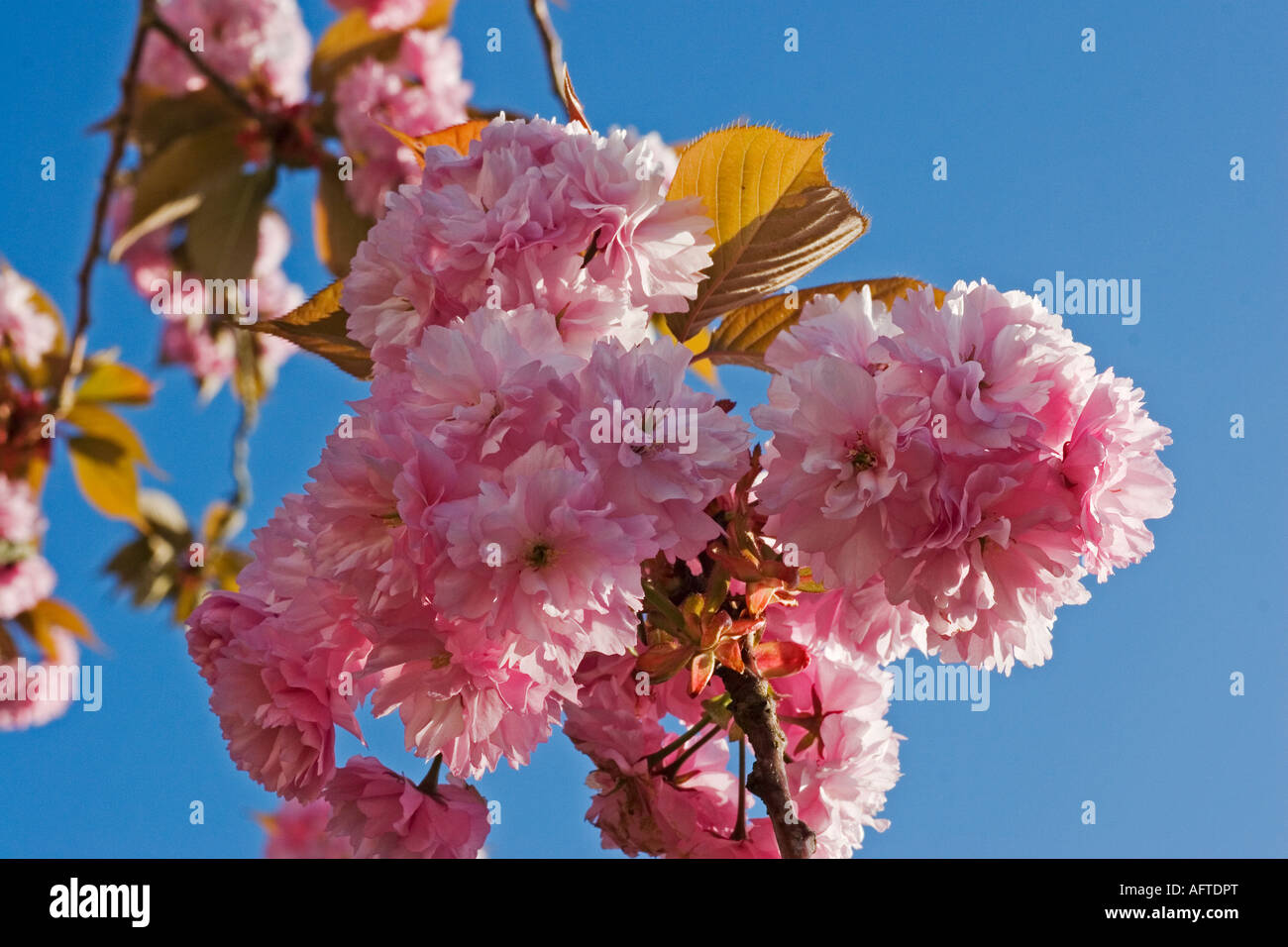 Prunus pink perfection cherry tree hi-res stock photography and images ...