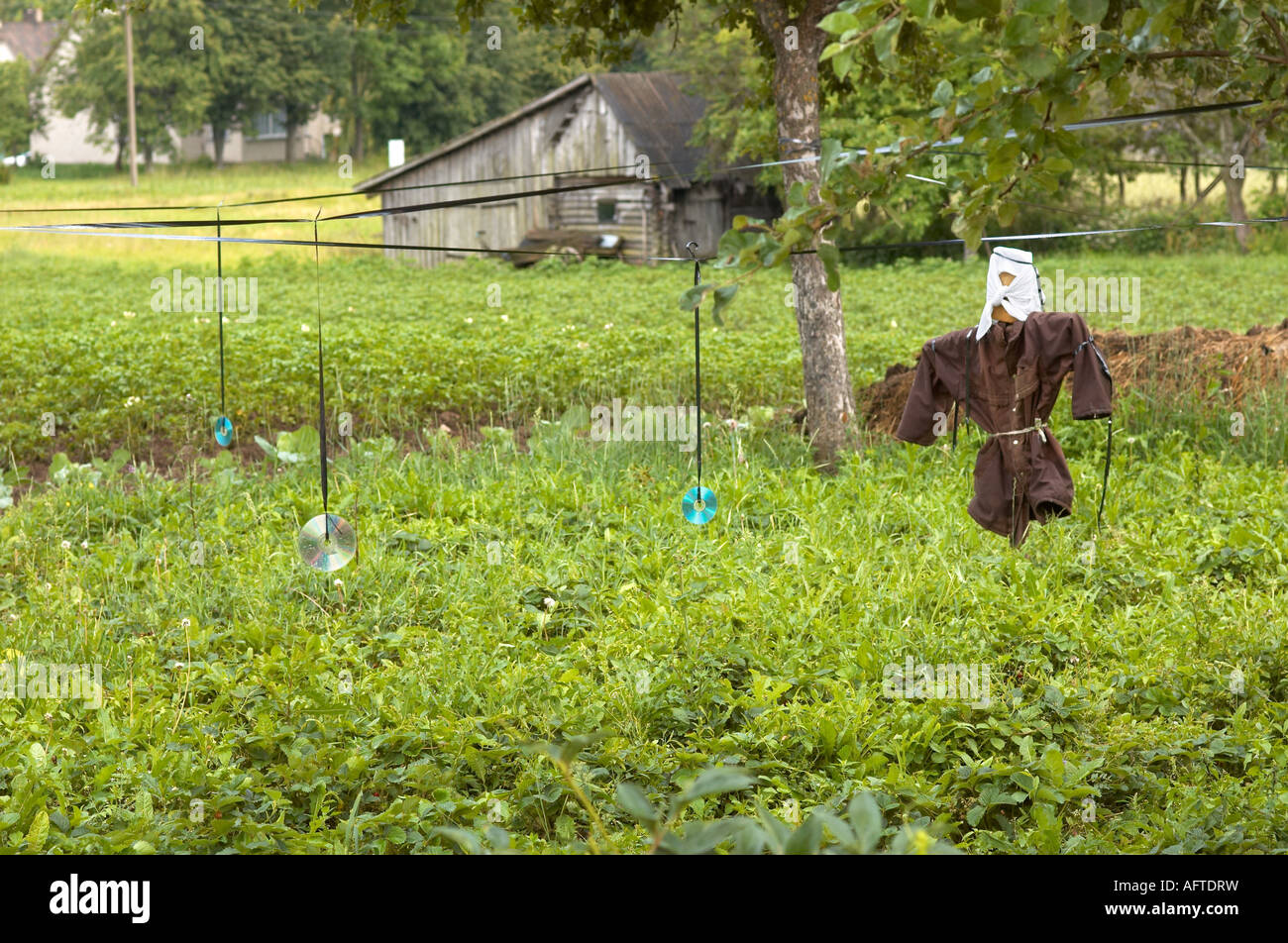 scarecrow with CD Stock Photo - Alamy