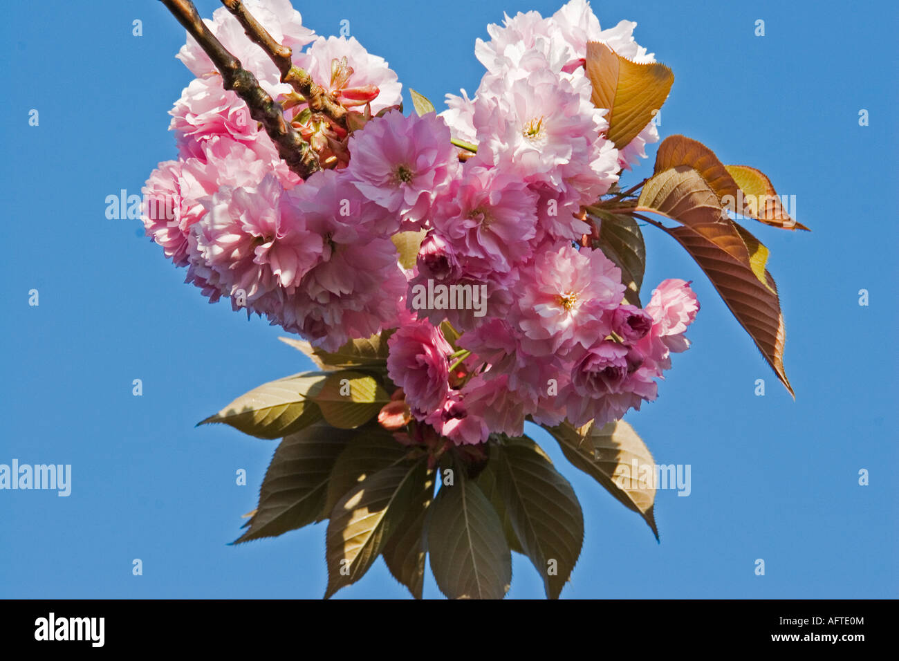 PRUNUS 'PINK PERFECTION' (CHERRY 'PINK PERFECTION' Stock Photo - Alamy