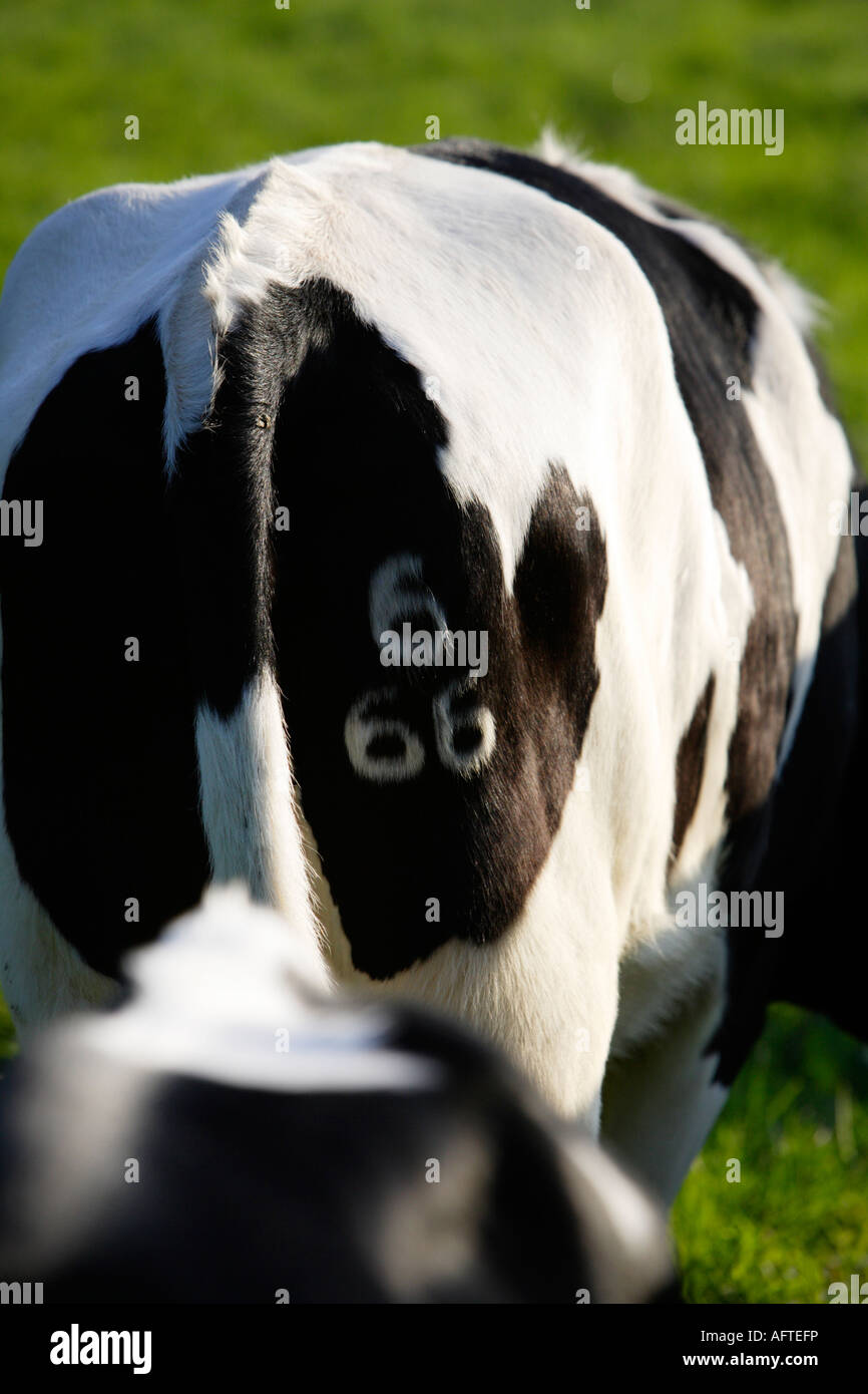 Branded Rear End Of Friesian (Devil) Cow In Sunny Field, Early Summer ...