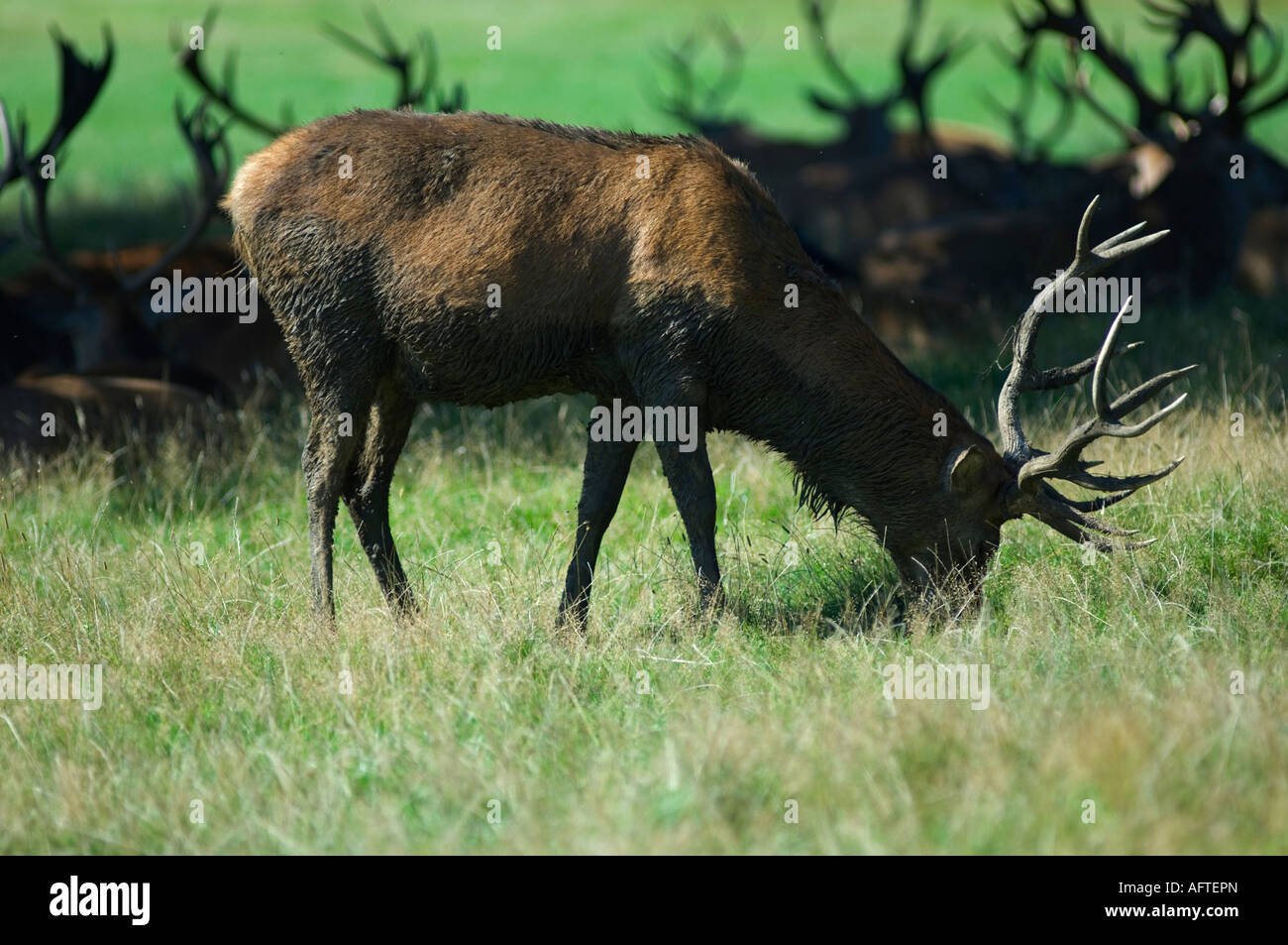red deer stag Stock Photo - Alamy