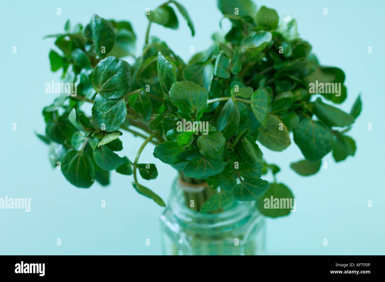 Bunch of watercress in jar Stock Photo - Alamy