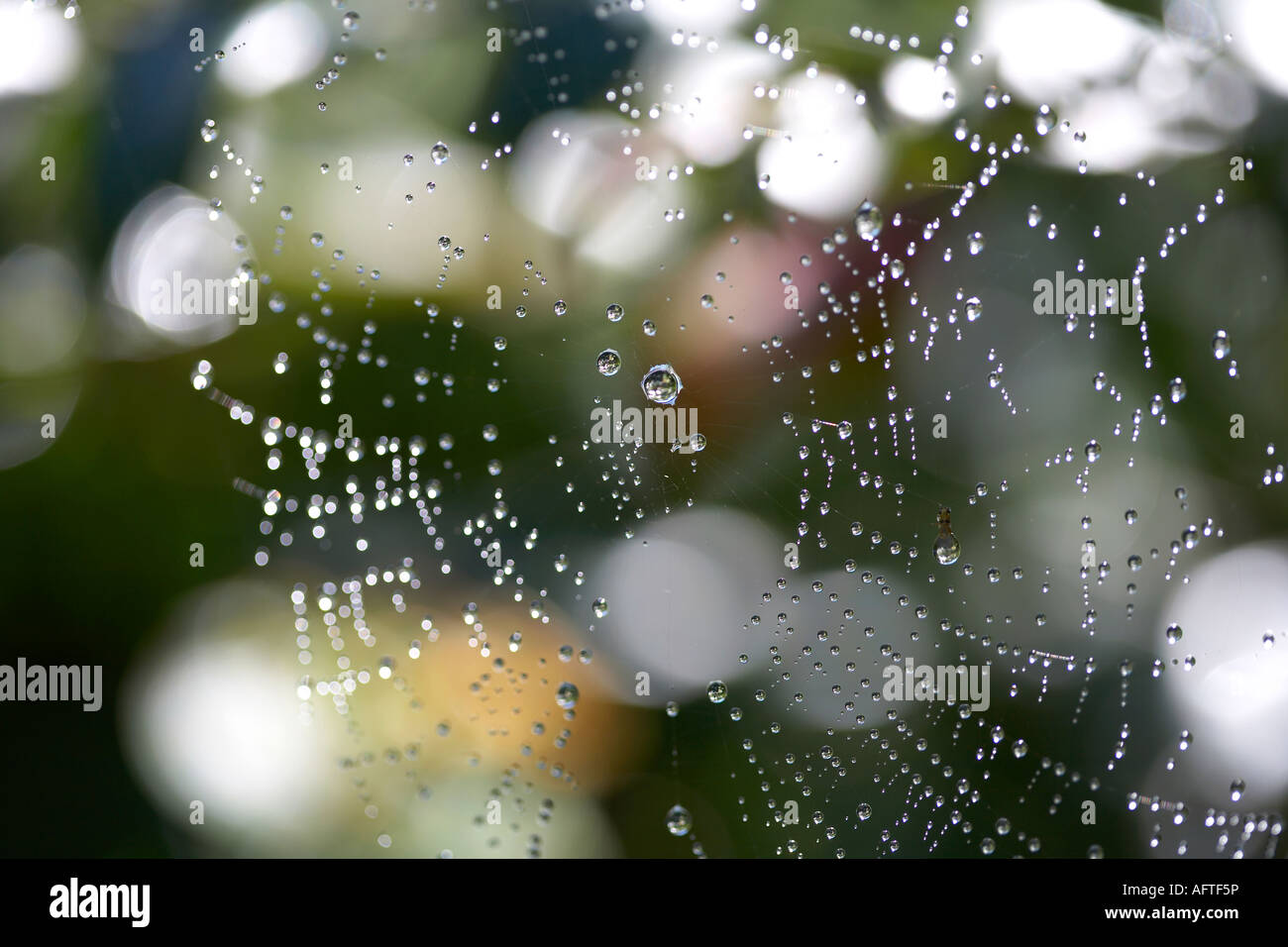 Spiders web with water drops Stock Photo - Alamy